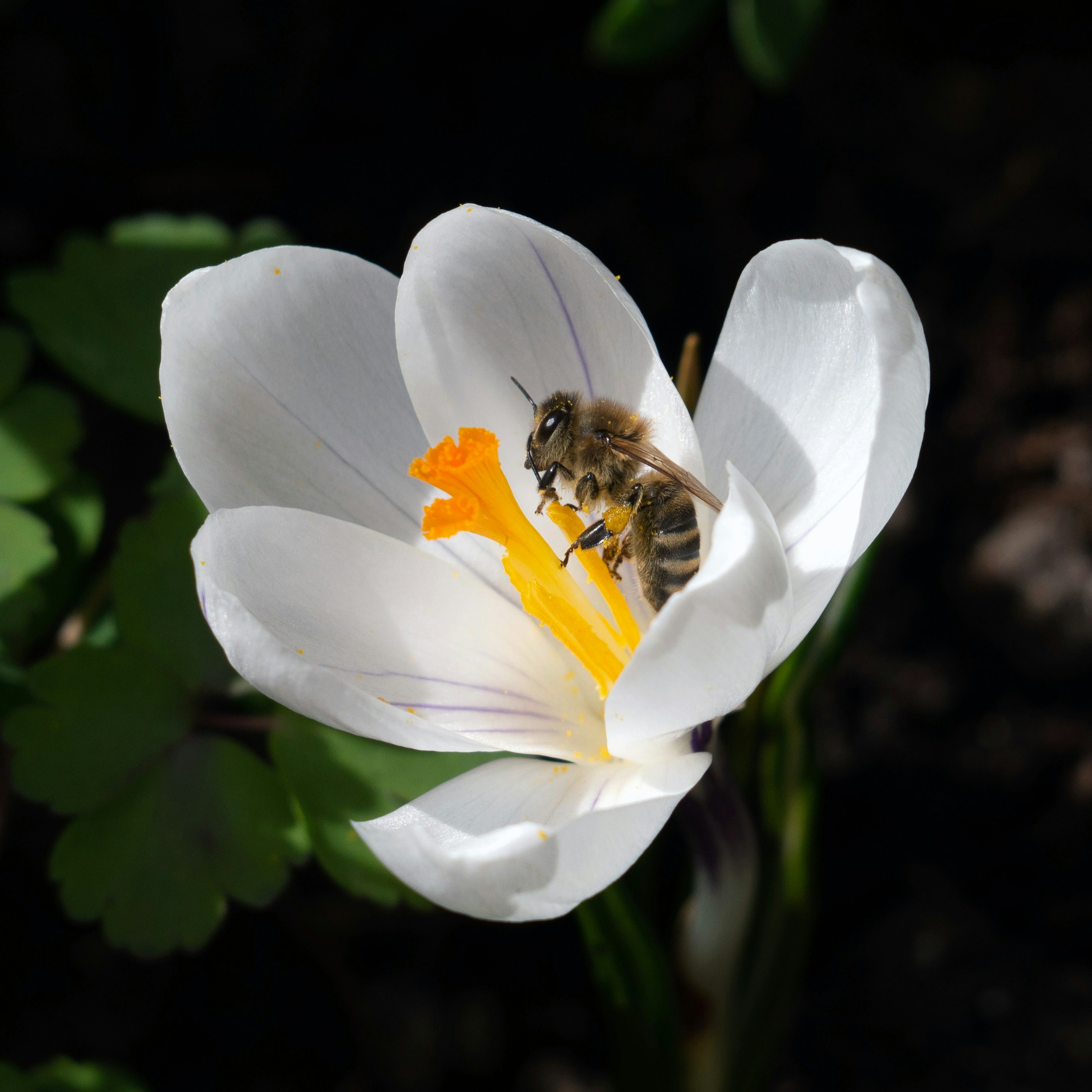 Bee collecting nectar from a white crocus flower surrounded by green foliage.