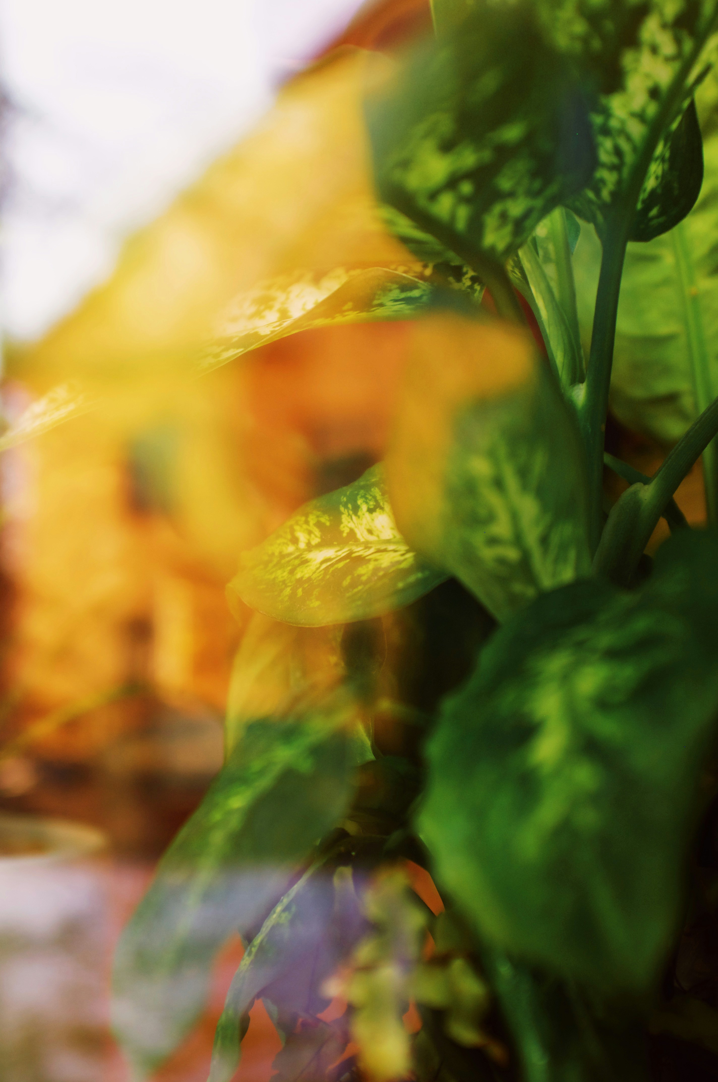 Green Veil: Layered Foliage in Warm Glow