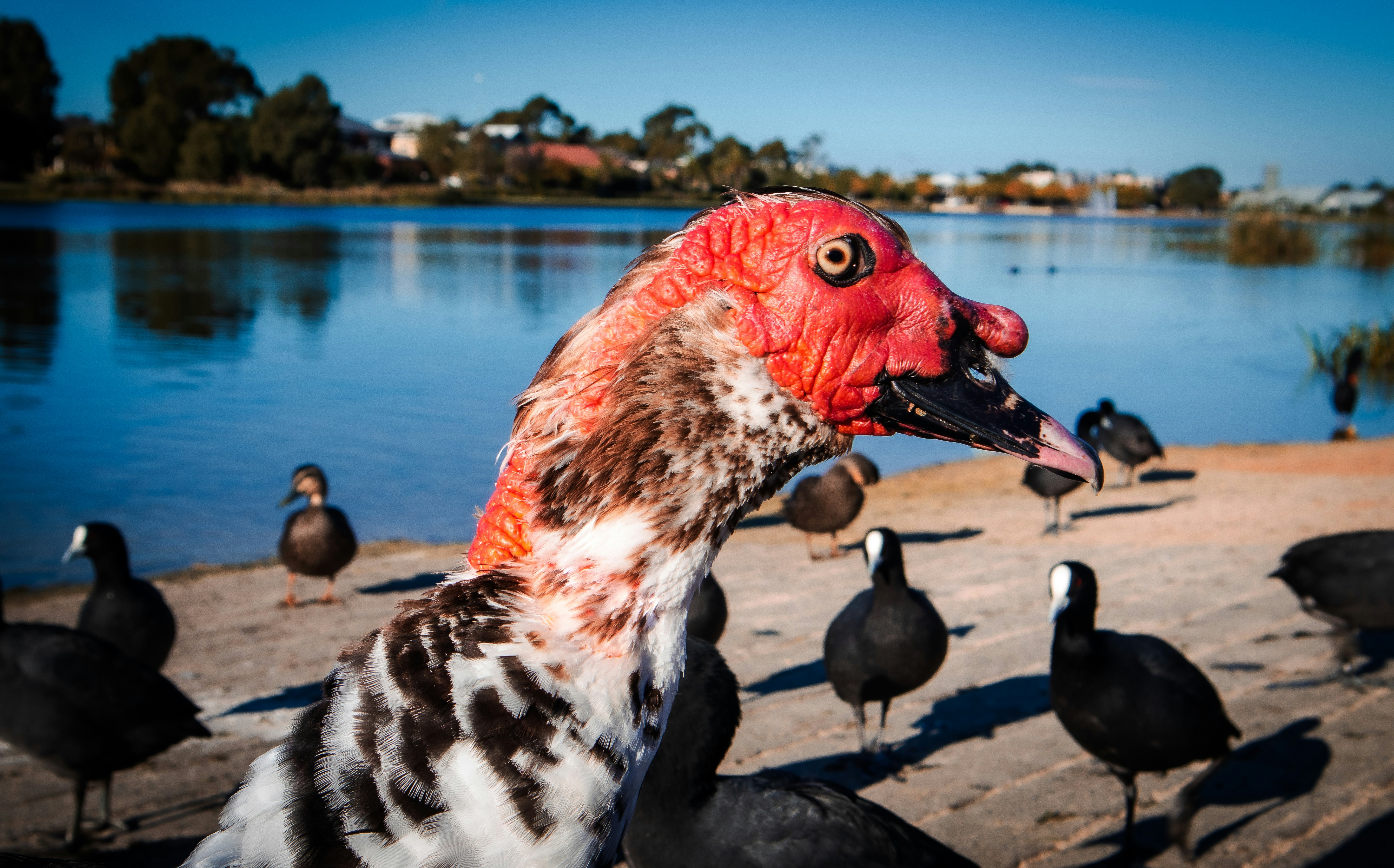 Red-Headed Muscovy in a Sunlit Lakeside Portrait with Coots