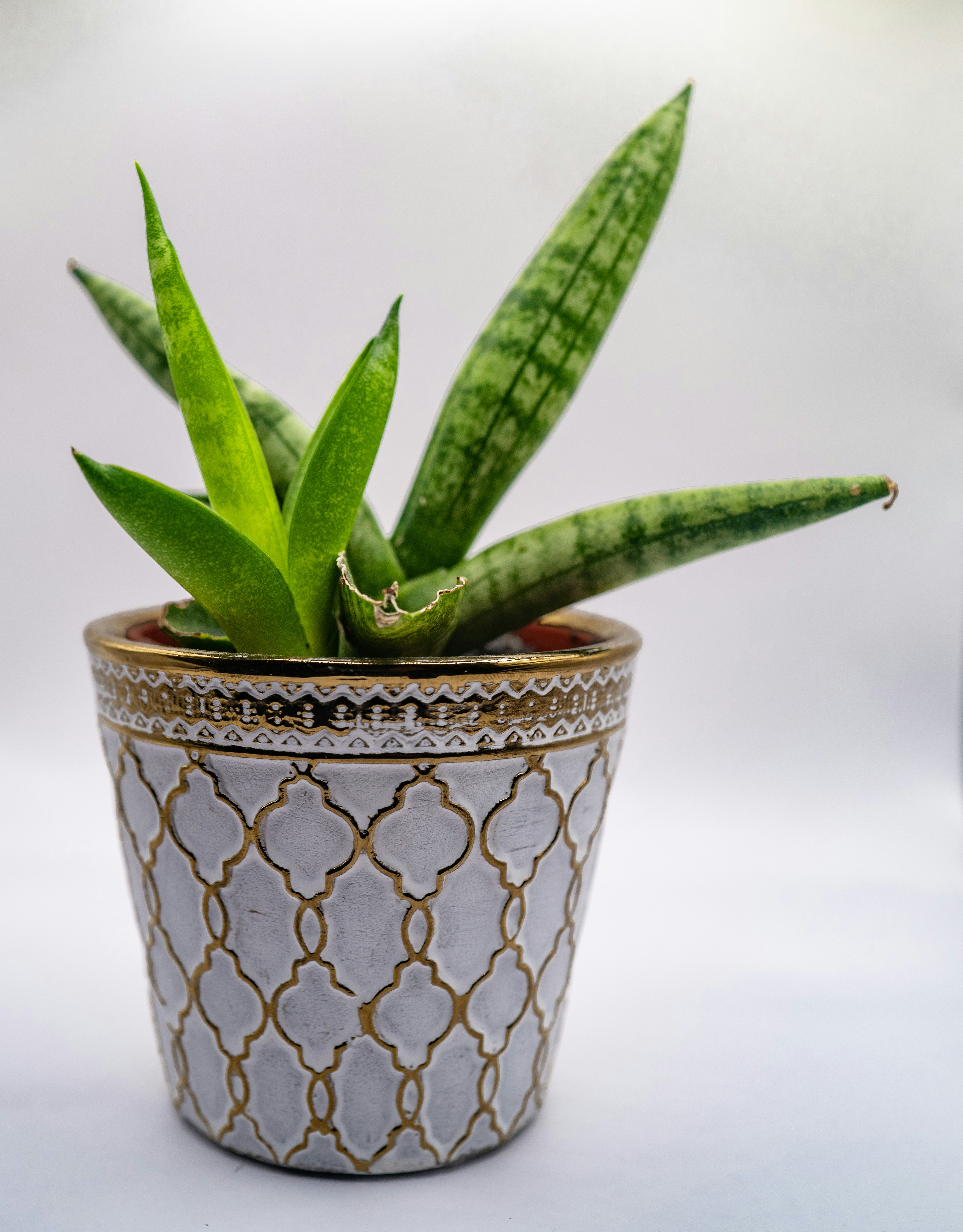 green snake plant in brown and white ceramic pot