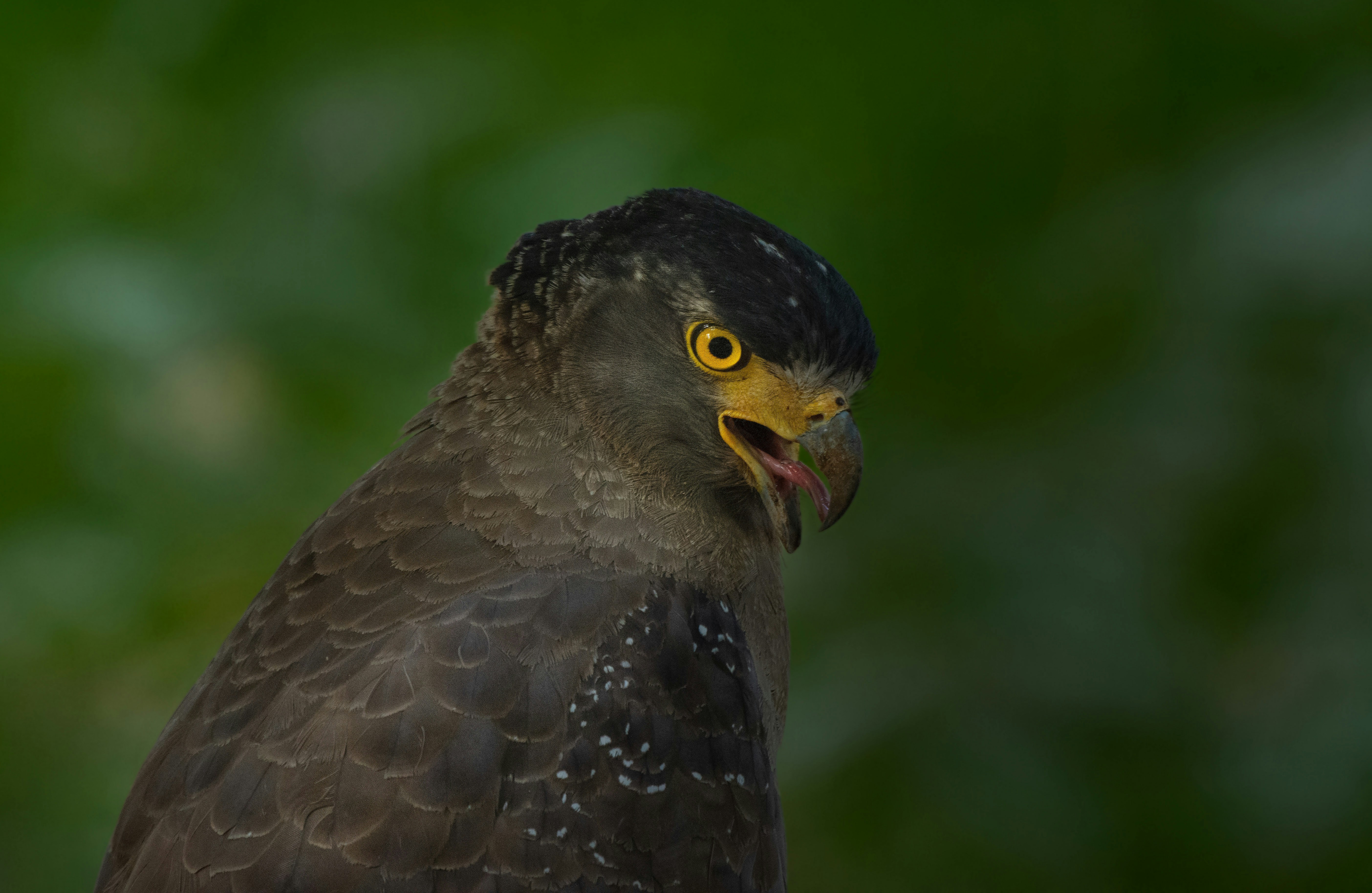 Brown and yellow bird in close up photography photo – Free Tadoba lake ...