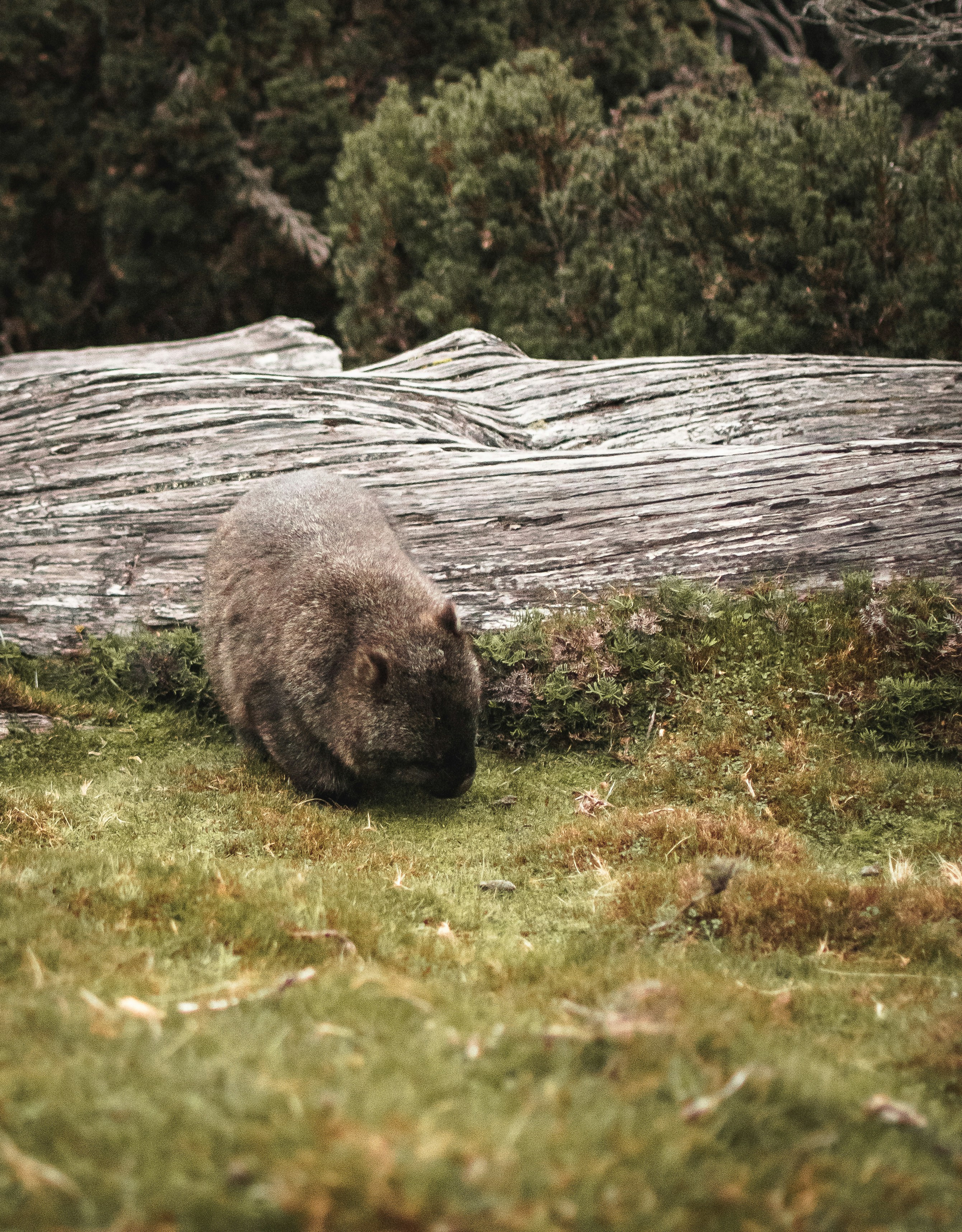 Wombat Pictures | Download Free Images on Unsplash