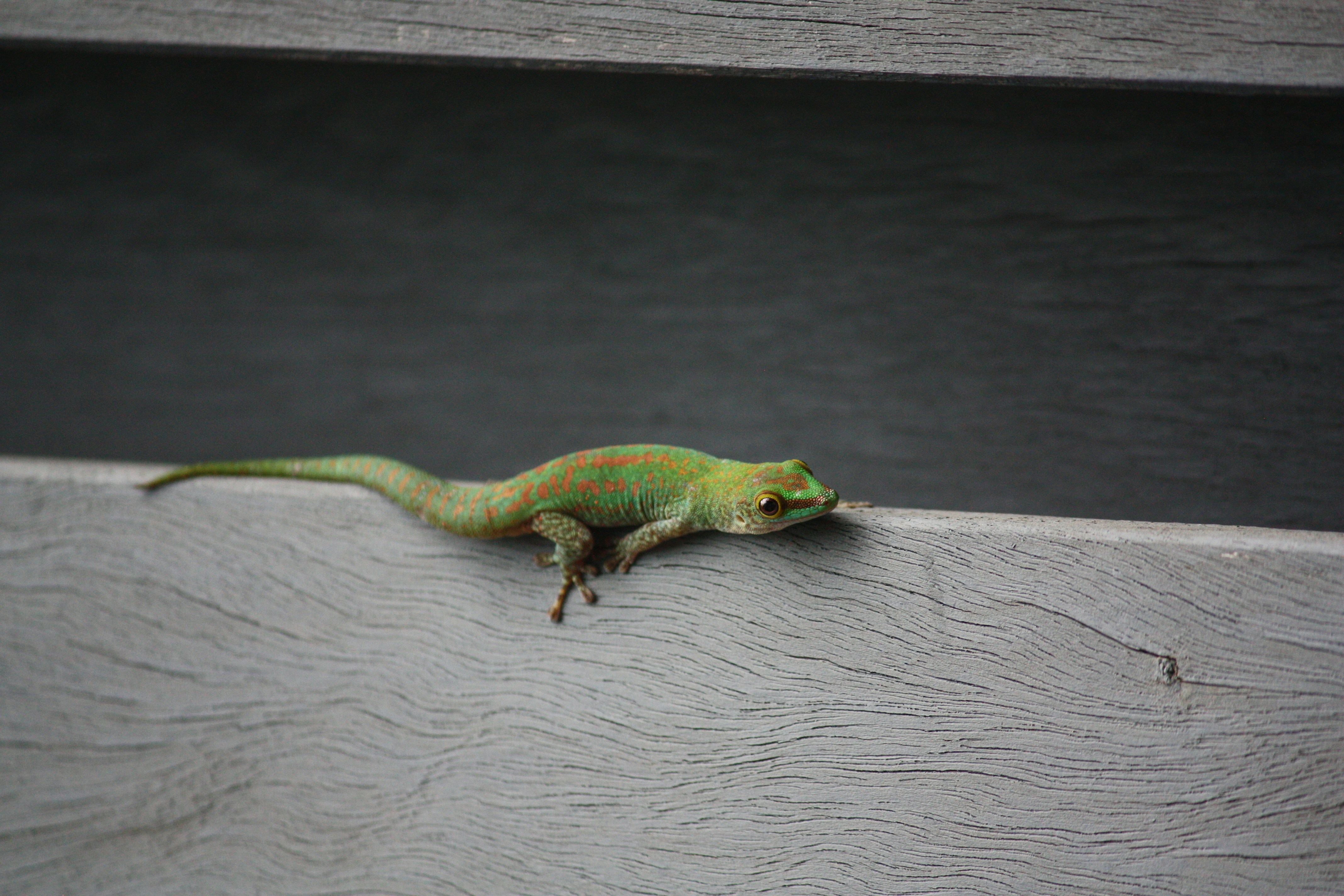 Gecko - Seychelles