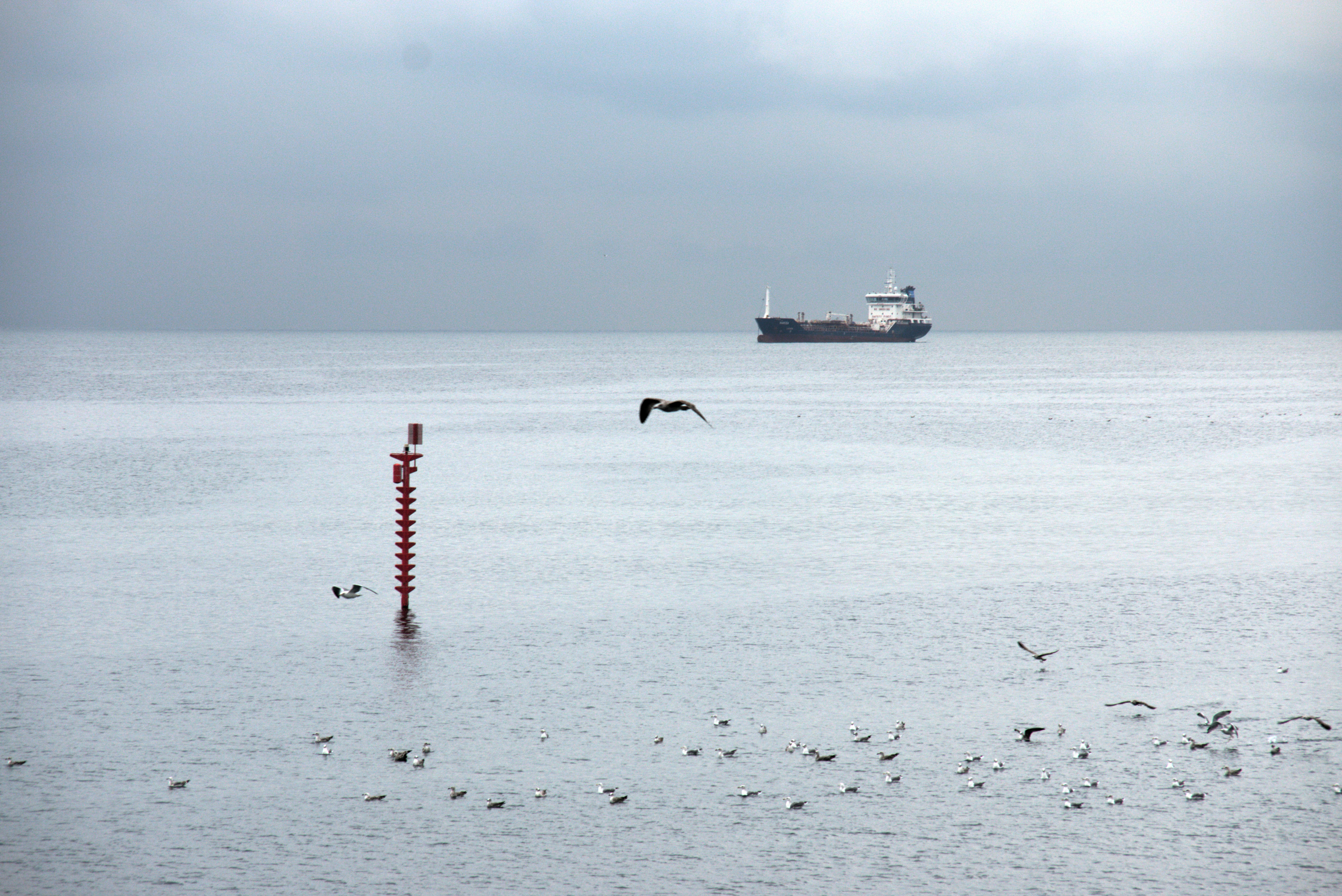 A cargo ship glides across a tranquil sea, flanked by a flock of seabirds and a striking red navigation marker. The scene captures the serene interaction between nature and maritime activity.