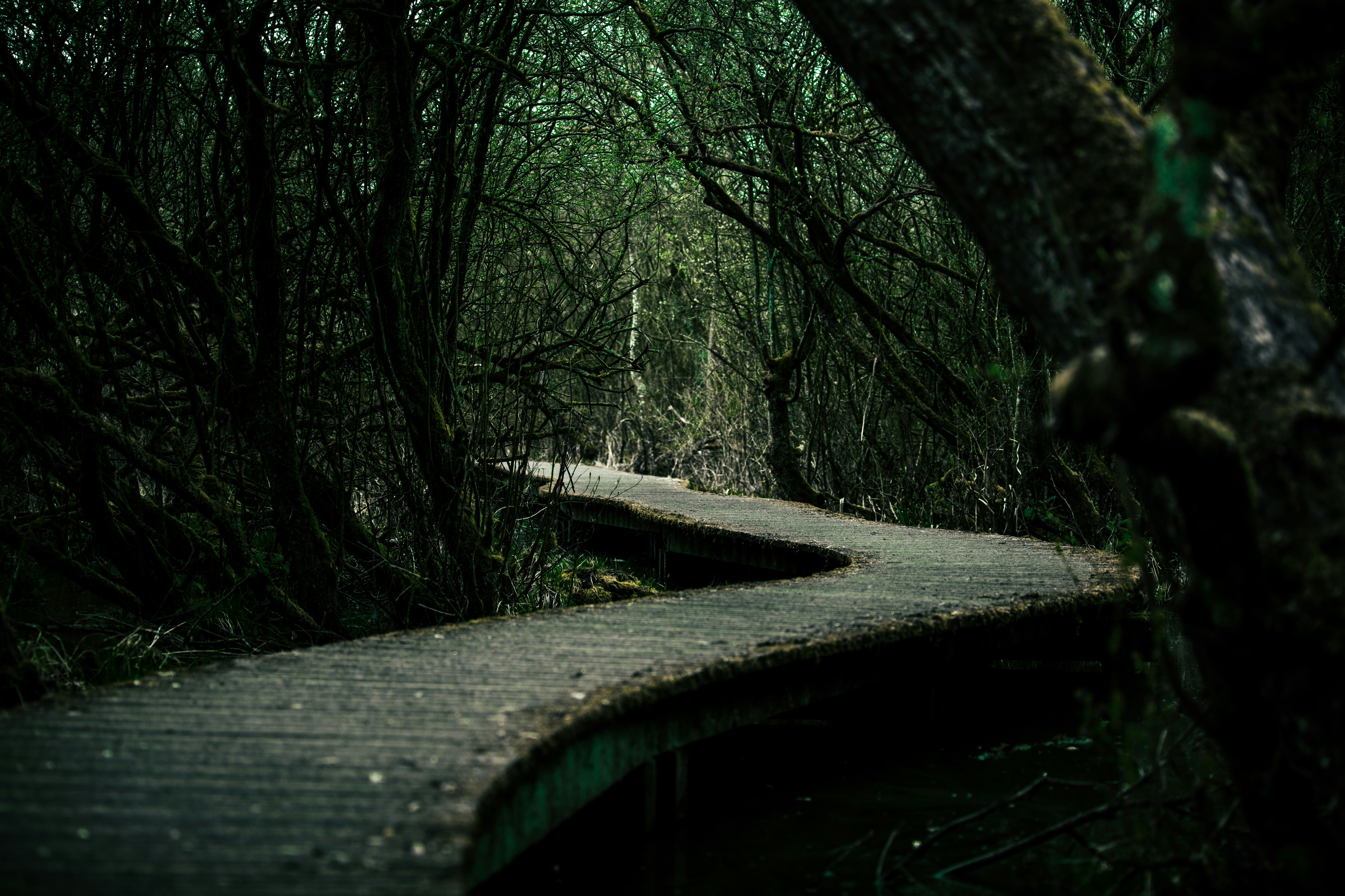 Green Path Pictures | Download Free Images on Unsplash