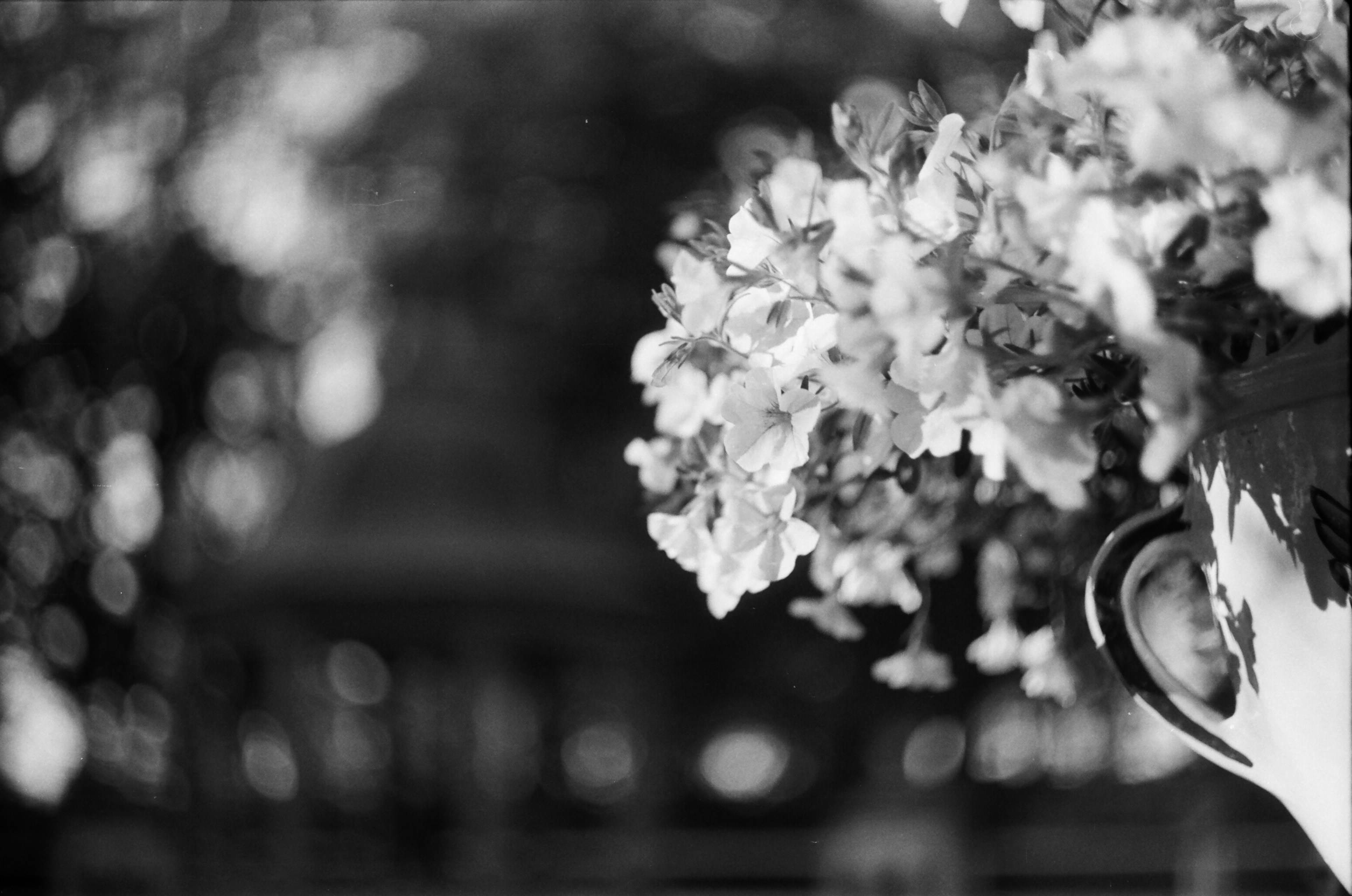 grayscale photo of white flowers