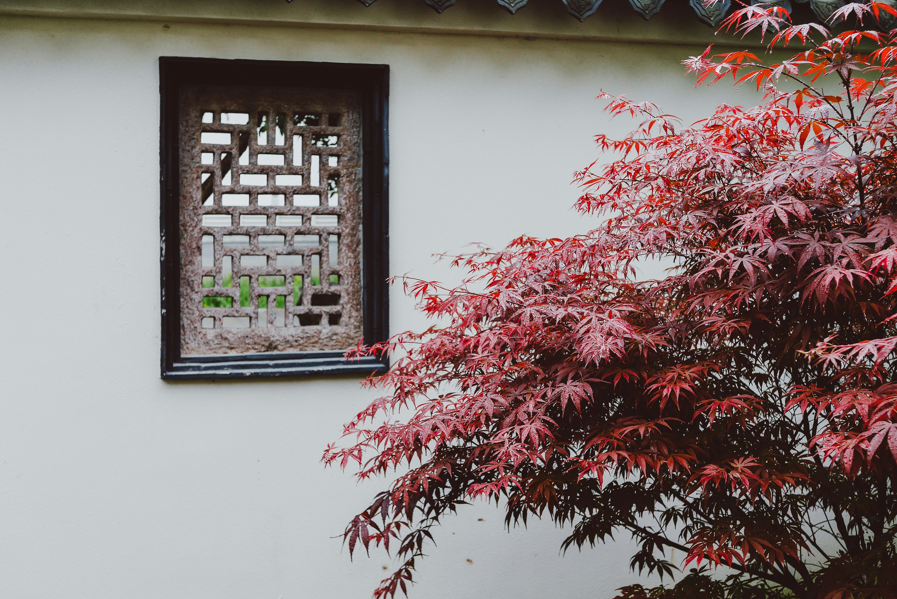 Intricate lattice window nestled in a wall, framed by vibrant red maple leaves. The scene captures a serene blend of architectural detail and natural beauty.
