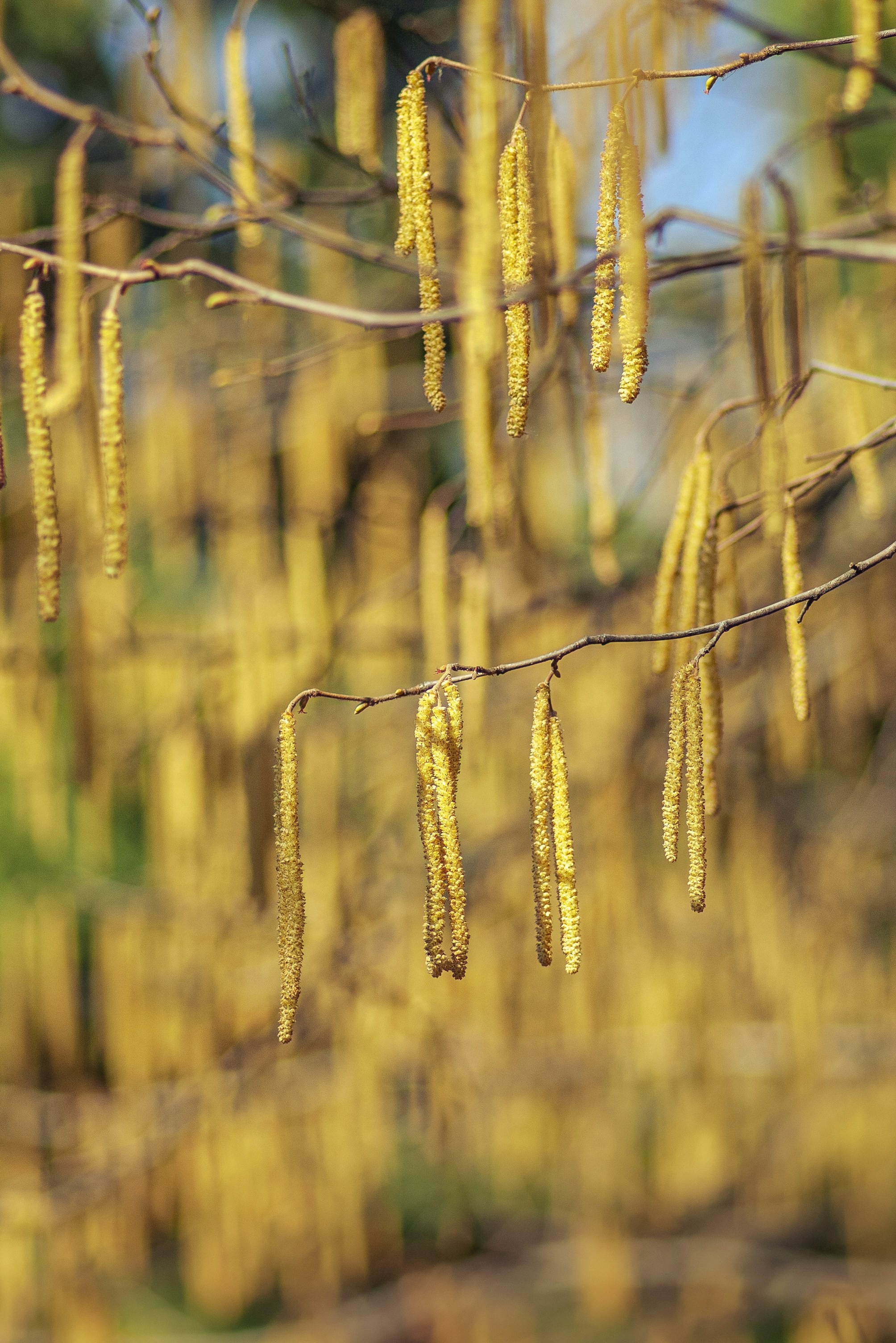 Hazel Pictures | Download Free Images on Unsplash