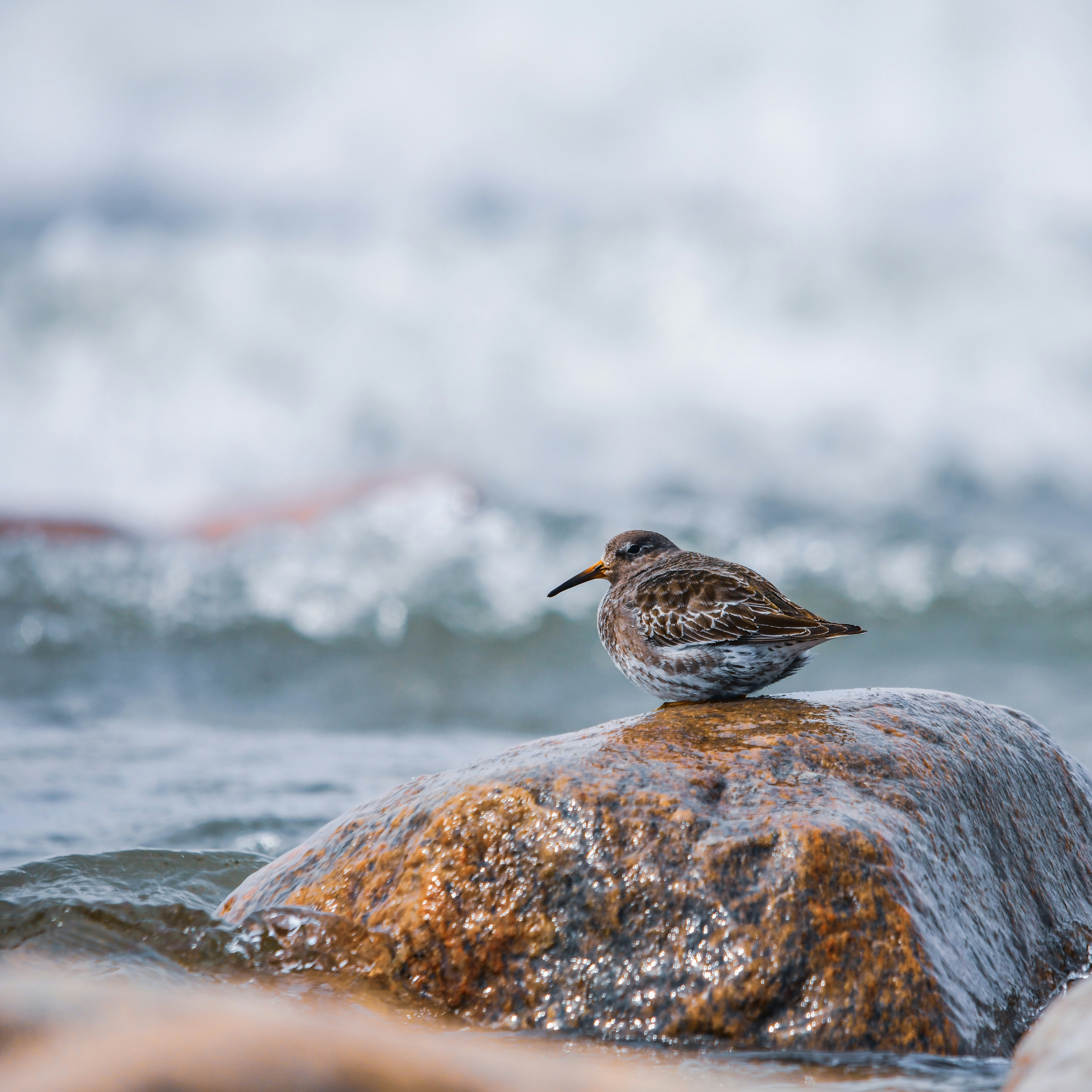 Seaside Sentinel on a Weathered Rock as Waves Break