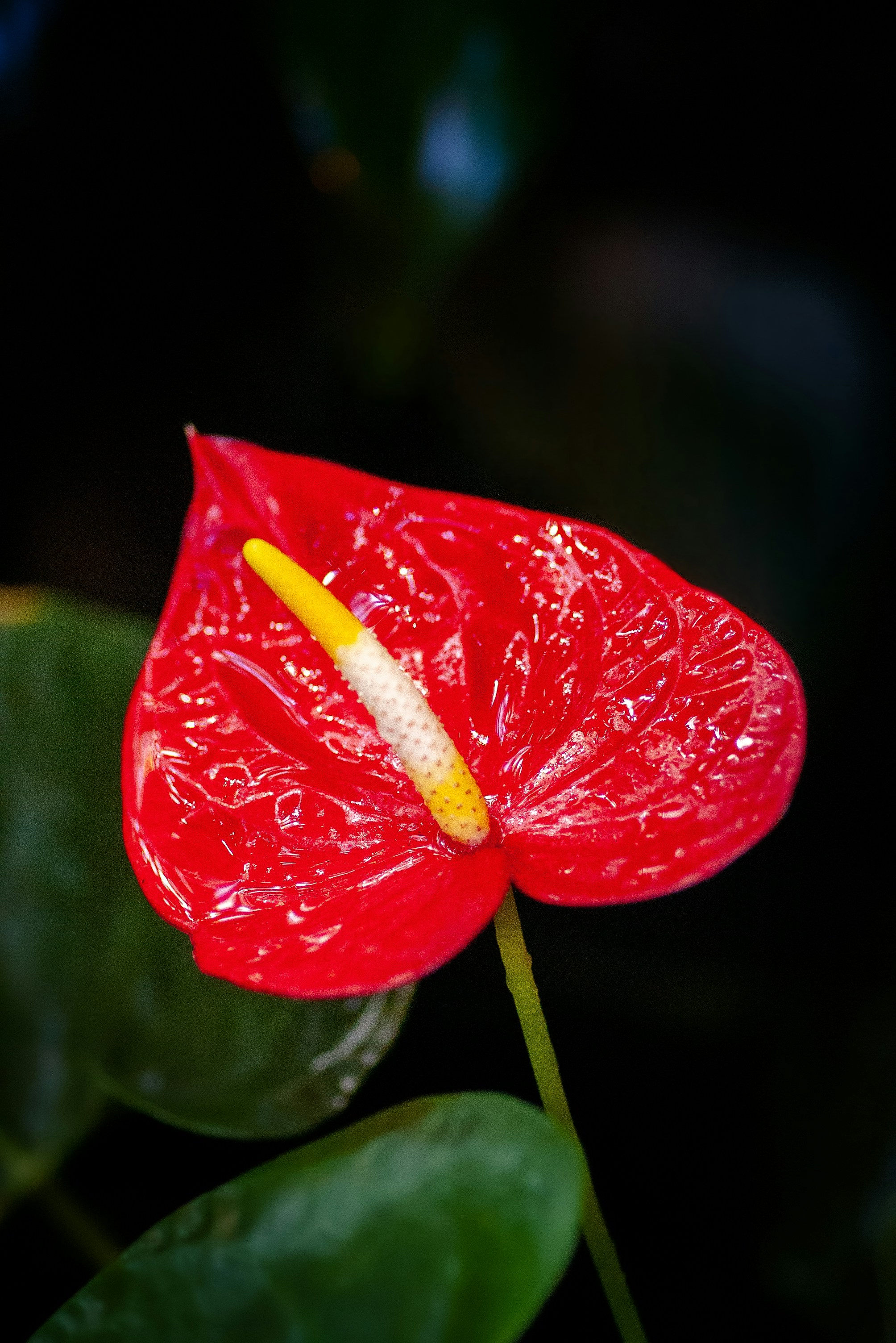 A vivid red anthurium flower with a striking yellow spadix stands out against a dark background, showcasing its glossy texture. The image highlights the intricate details of the flower's form.