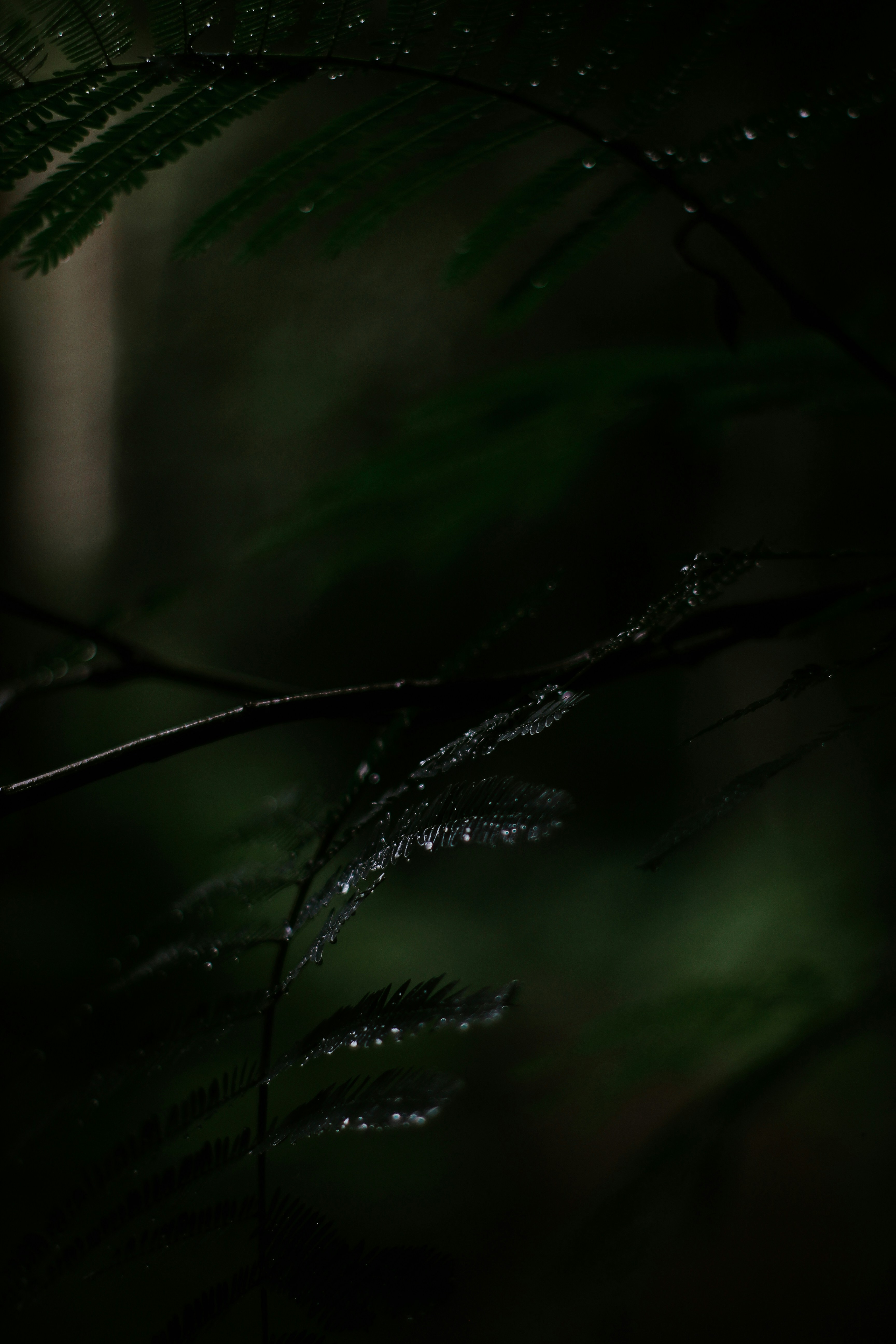 Delicate fern leaves glistening with raindrops against a dark, moody backdrop of foliage. The interplay of light and shadow creates an intimate atmosphere.
