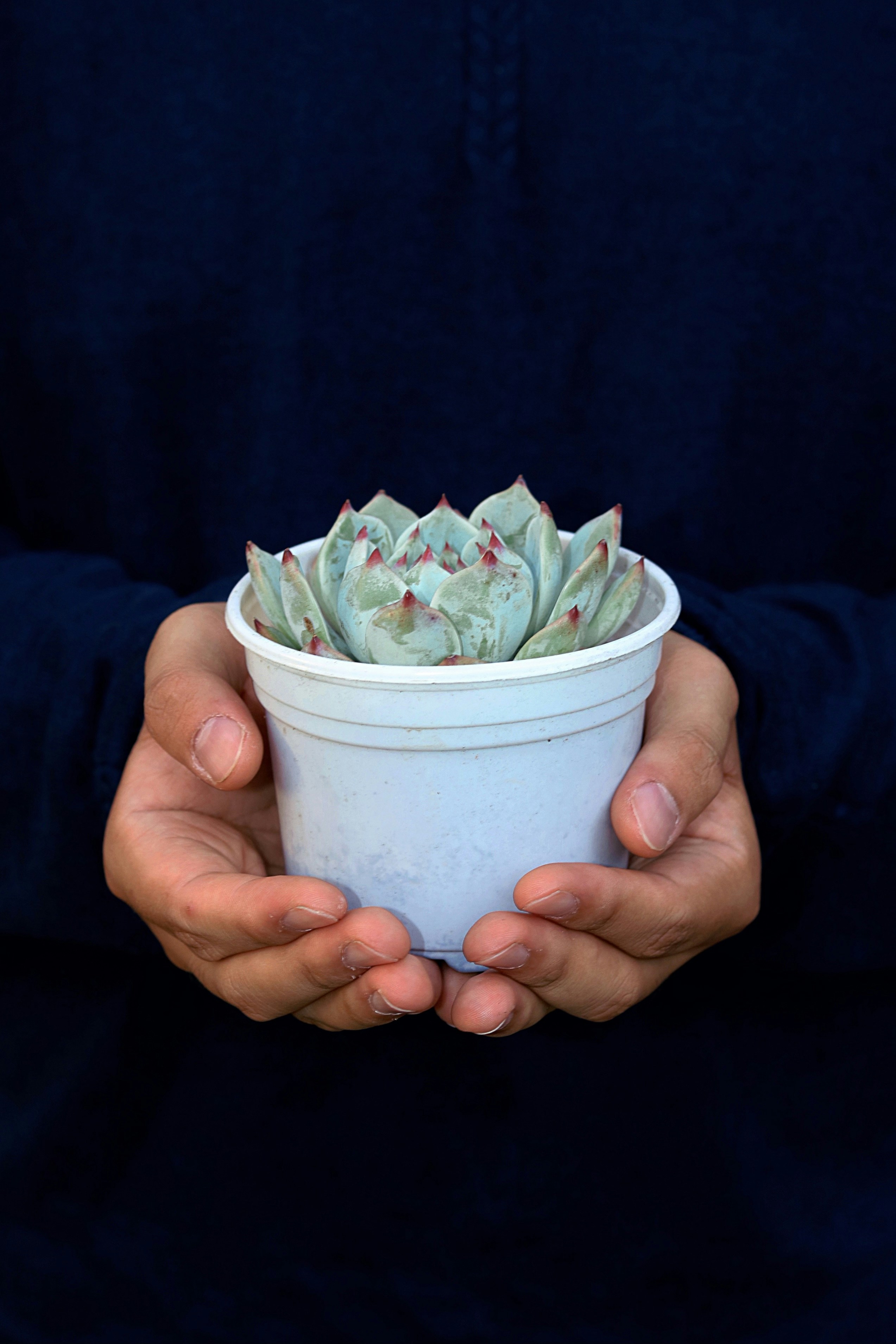 Hands gently cradling a potted succulent, showcasing its intricate rosette shape and subtle hues against a dark background.