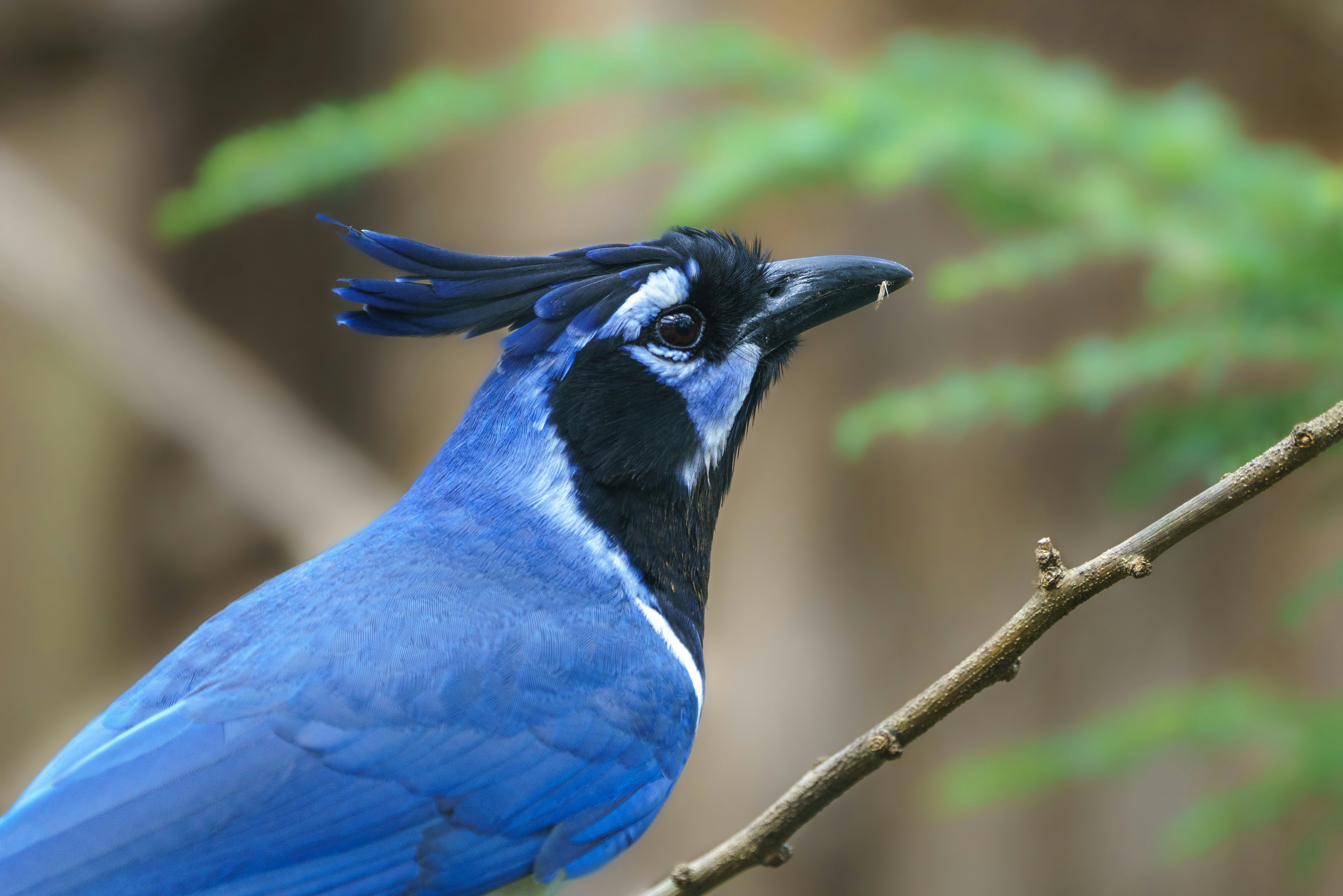 Close-up of a vibrant blue bird perched on a branch, showcasing its striking plumage and intricate facial markings.