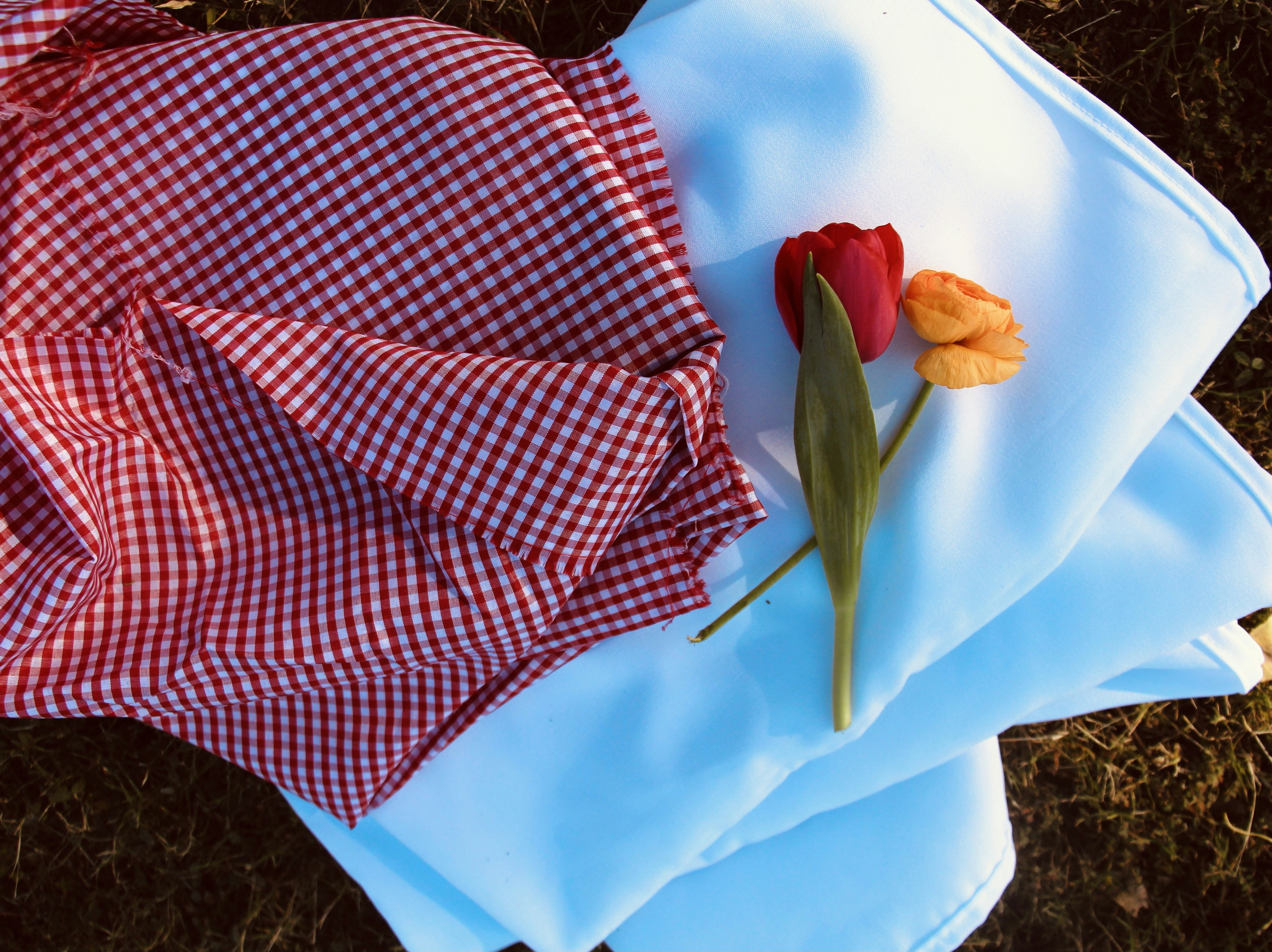 Tulips on a Picnic: A Quiet Moment on Blue Linen
