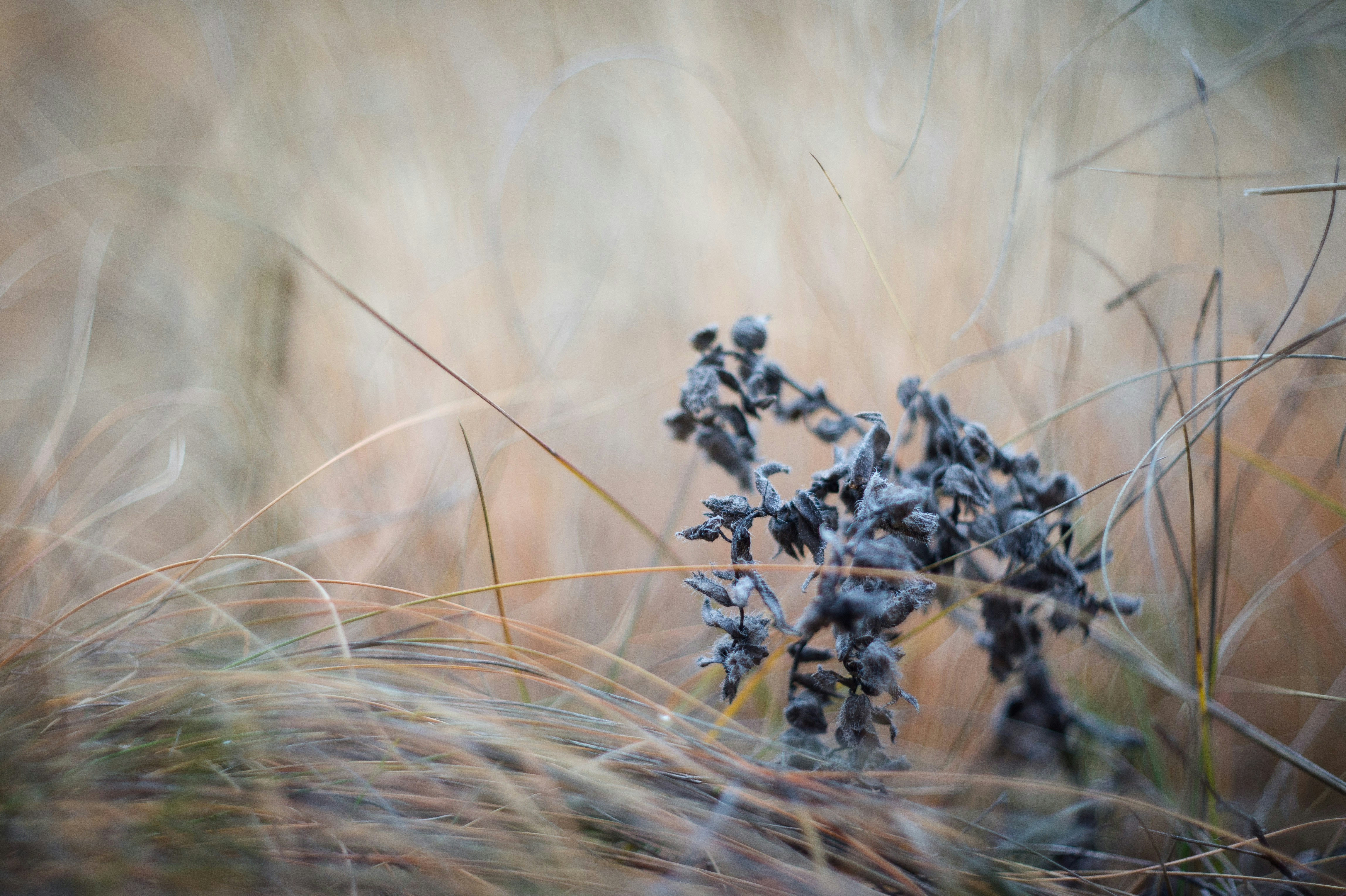 Fading Pictures | Download Free Images on Unsplash