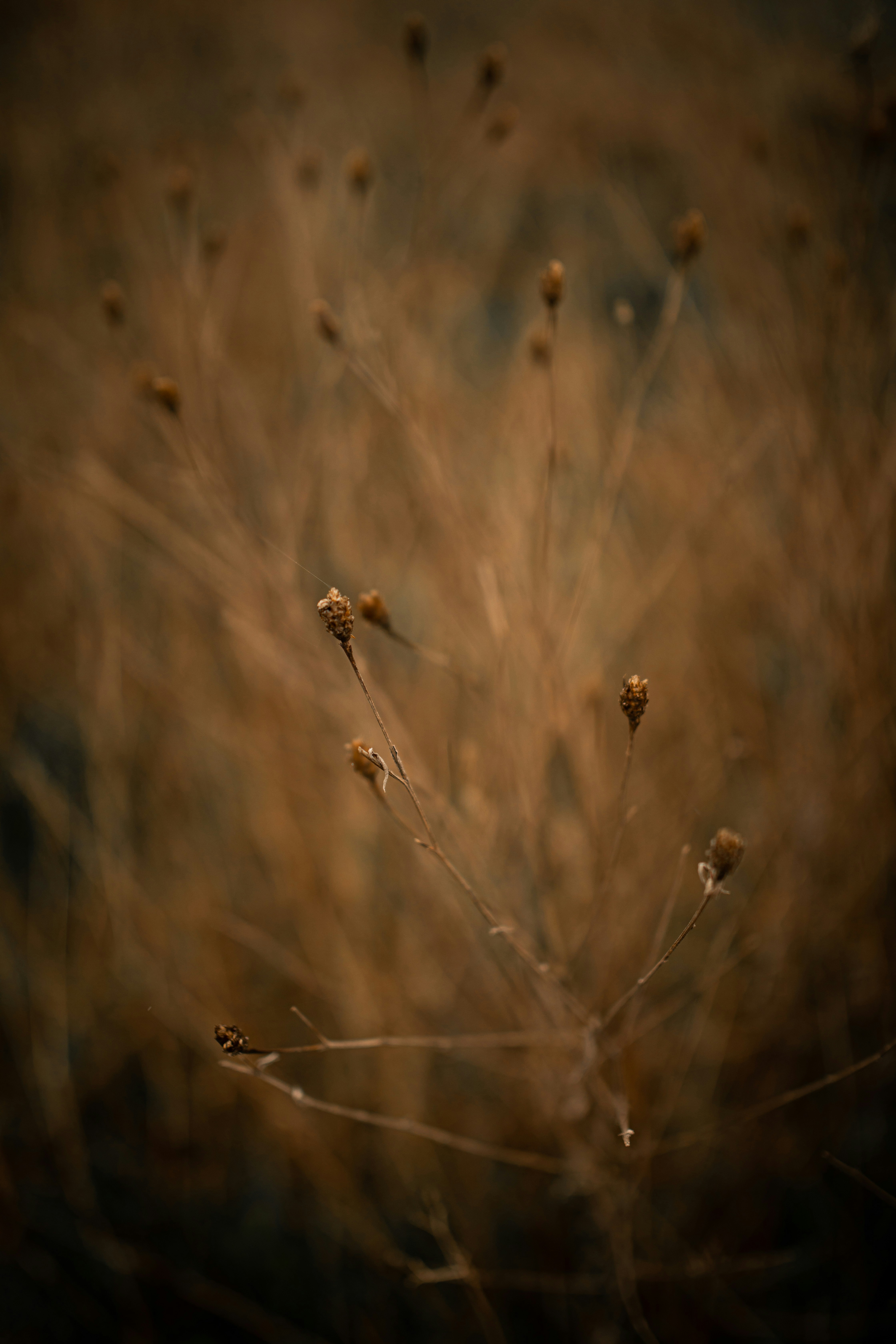 Herbe brune dans l'objectif à décalage d'inclinaison photo – Photo Brun ...
