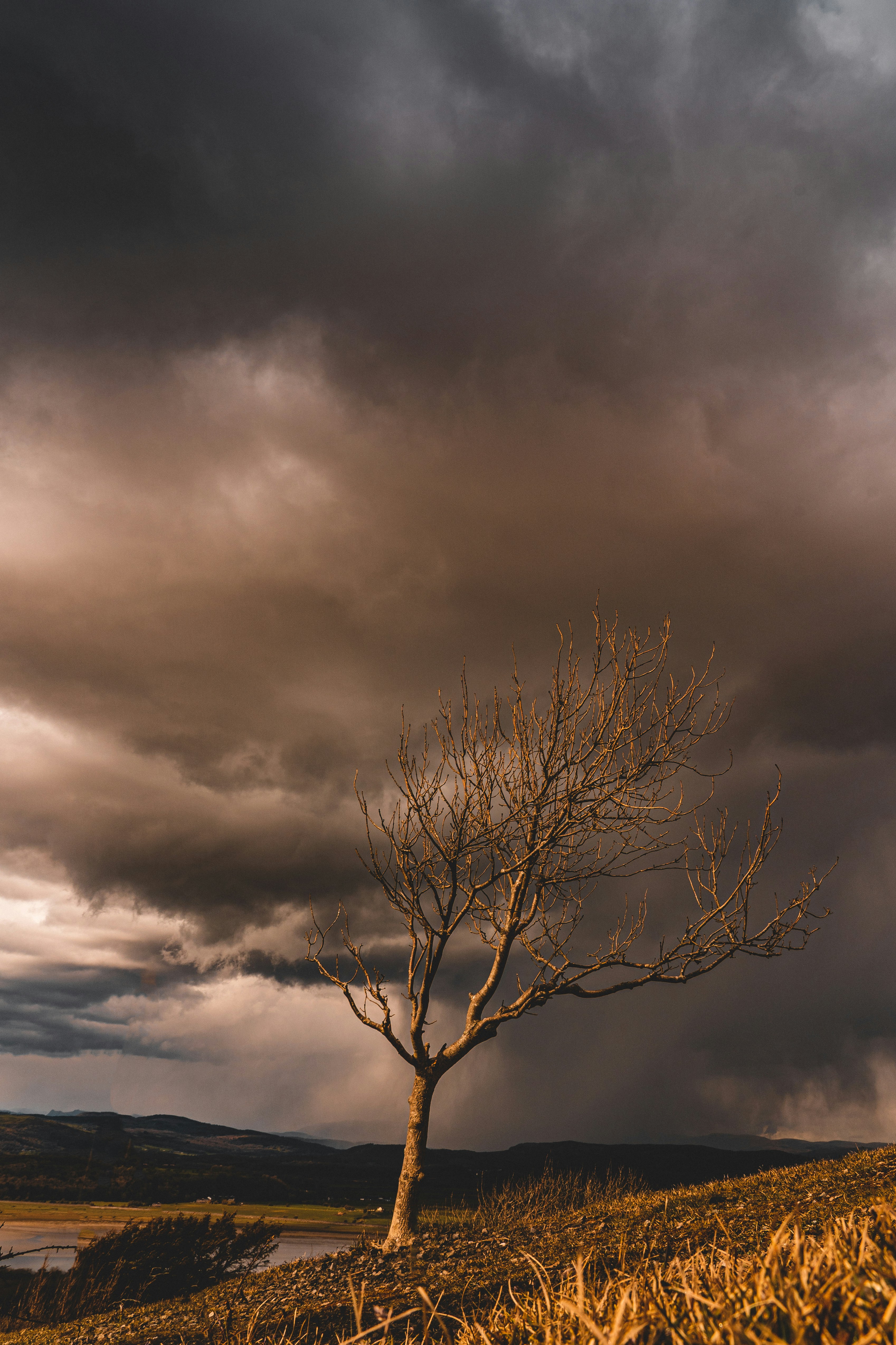 Wind-Sculpted Solitude: A Lone Tree Against a Roiling Sky