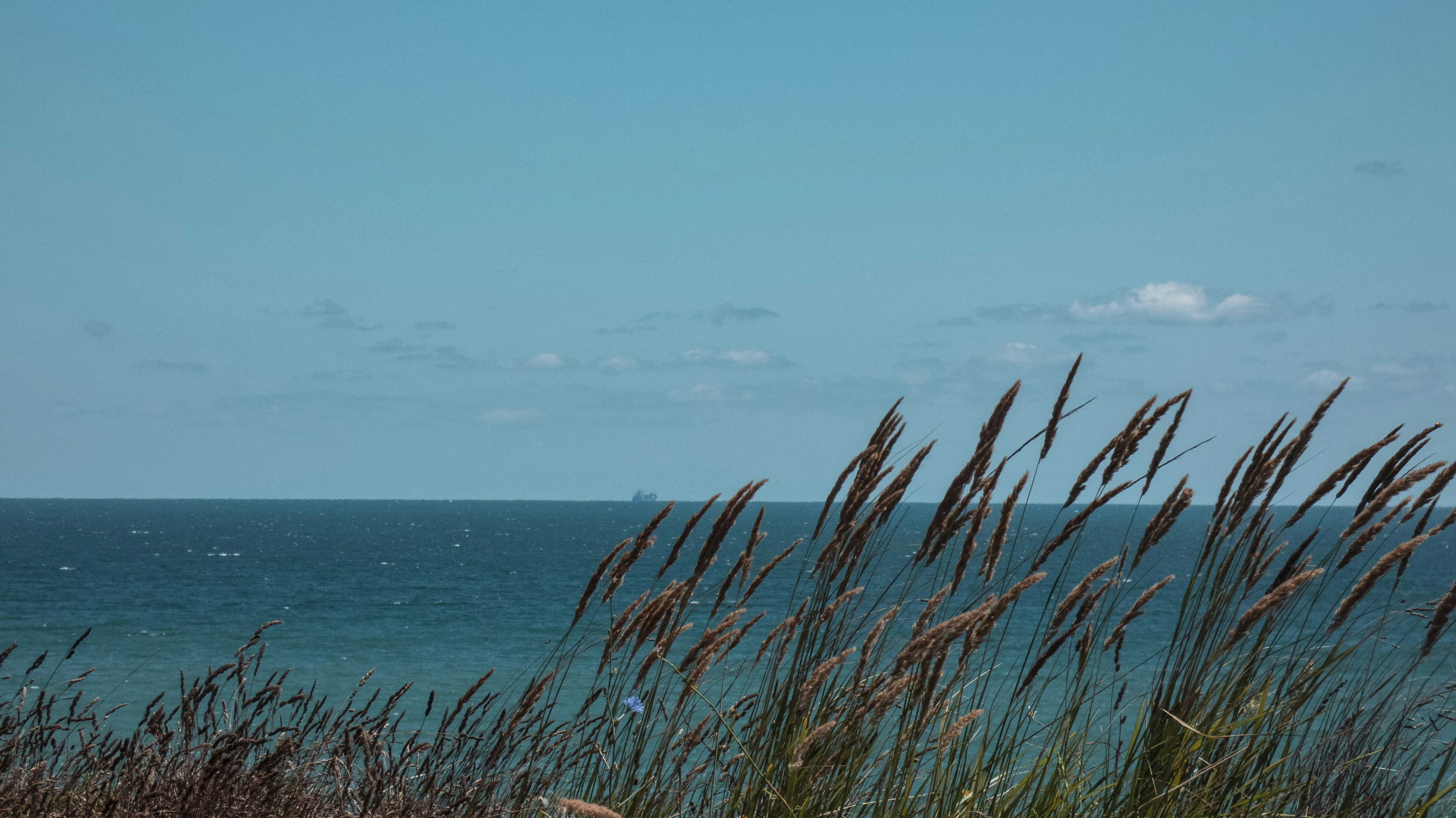 Tall grasses swaying gently by the vibrant blue sea under a clear sky.