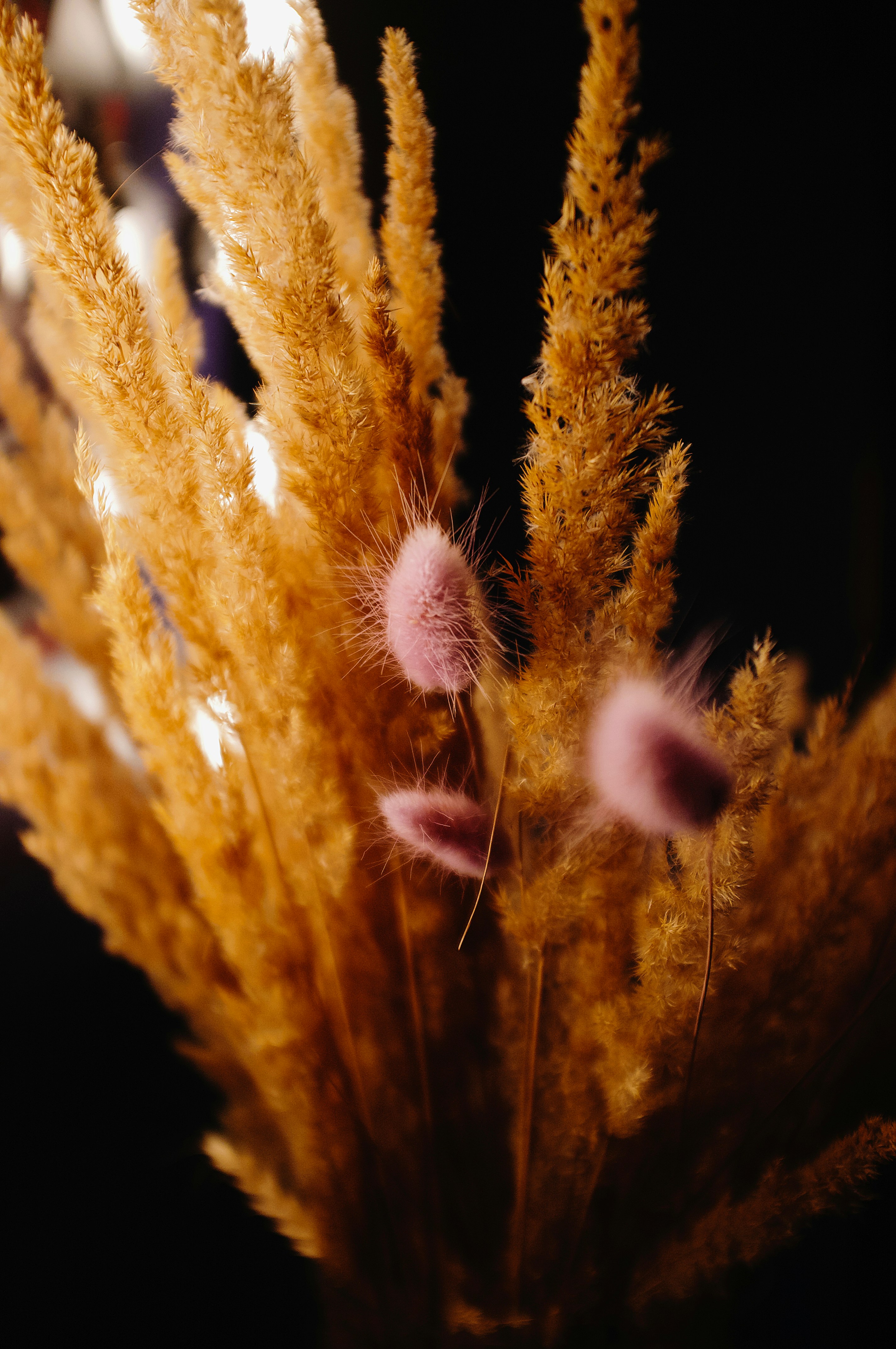A close-up of golden grasses intertwined with delicate pink blooms against a dark backdrop, highlighting their texture and color contrast.