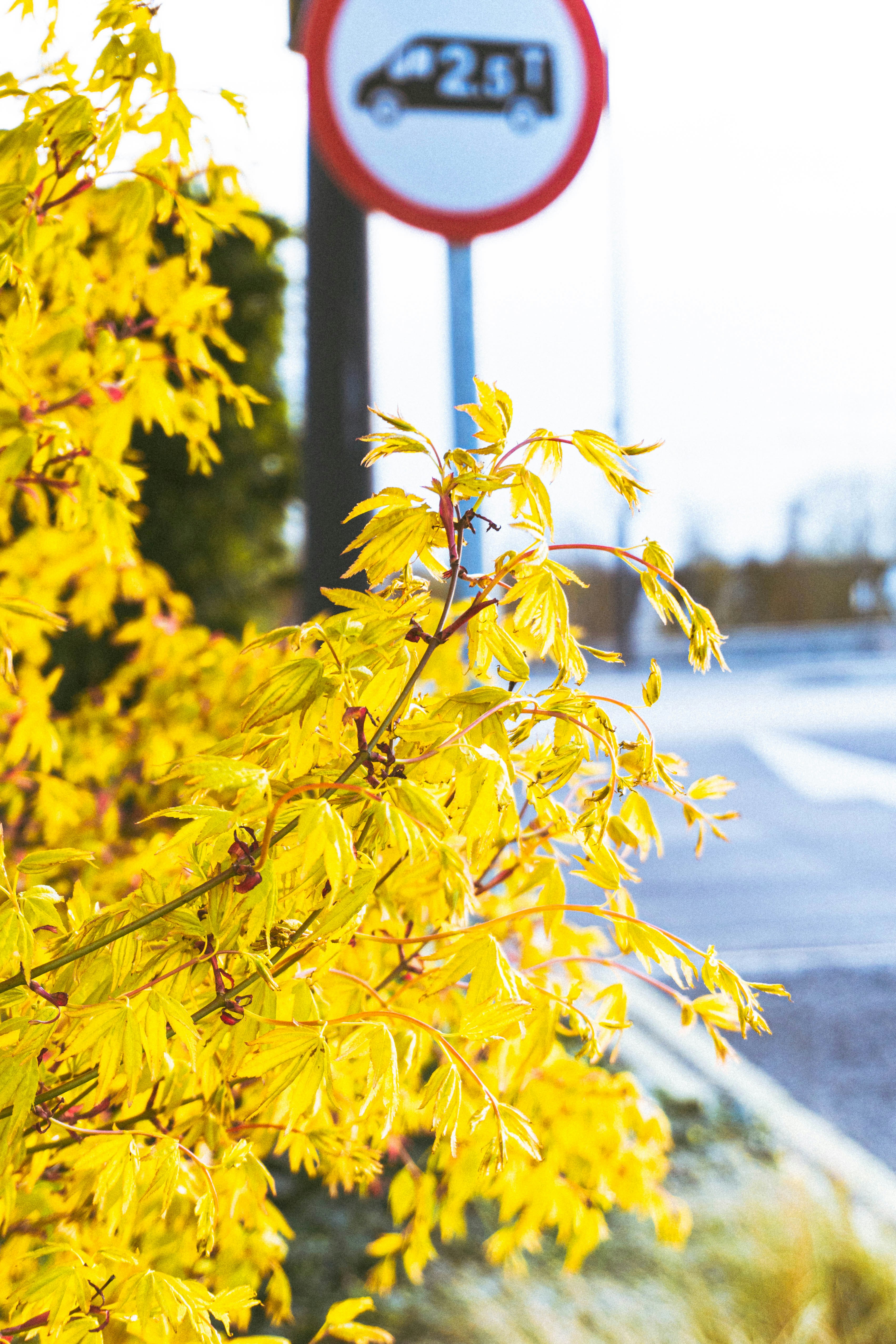 Golden Foliage by the Road Sign