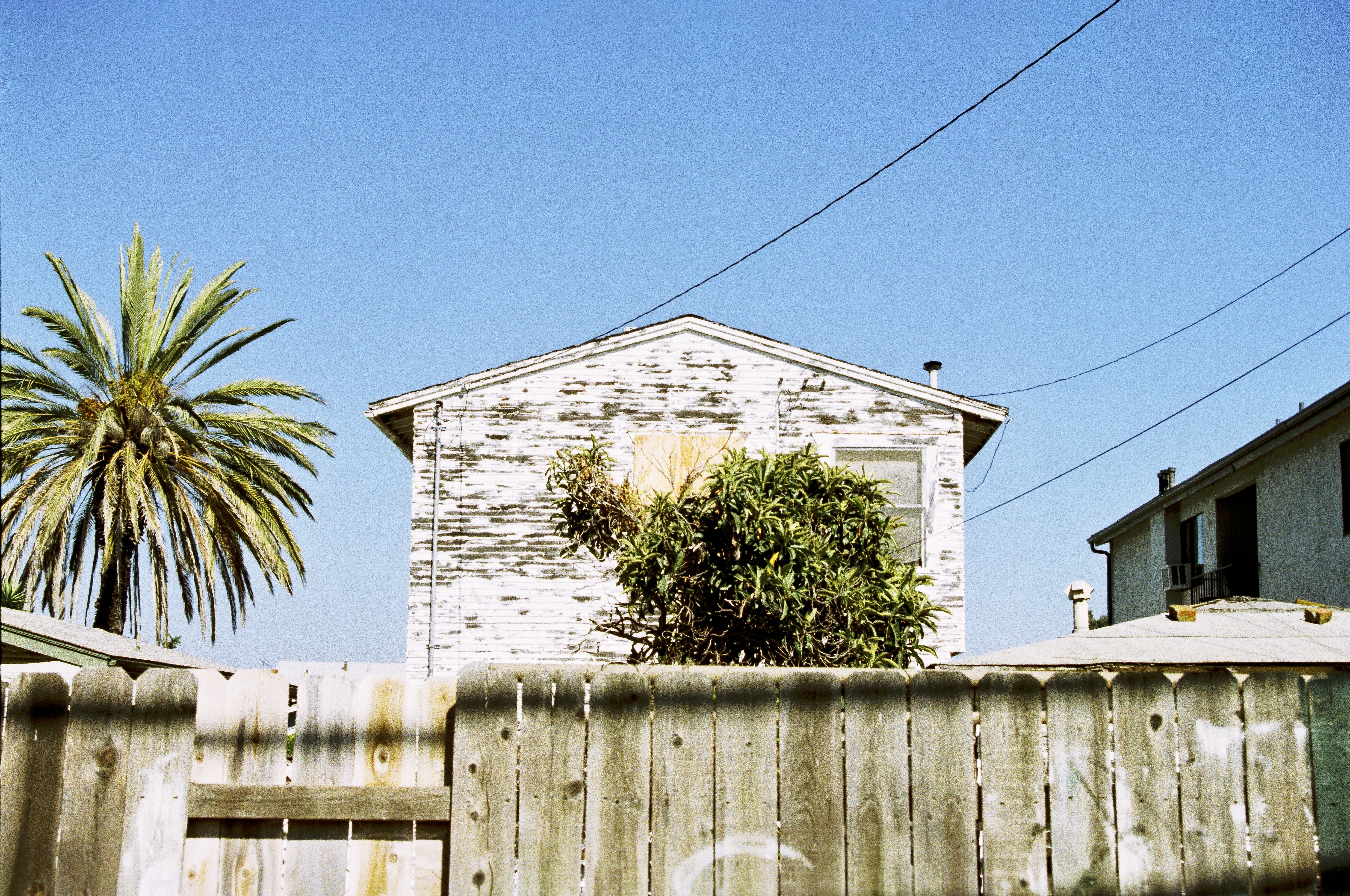 A dilapidated house with a vibrant palm tree in the foreground, showcasing the contrast between nature and urban decay.