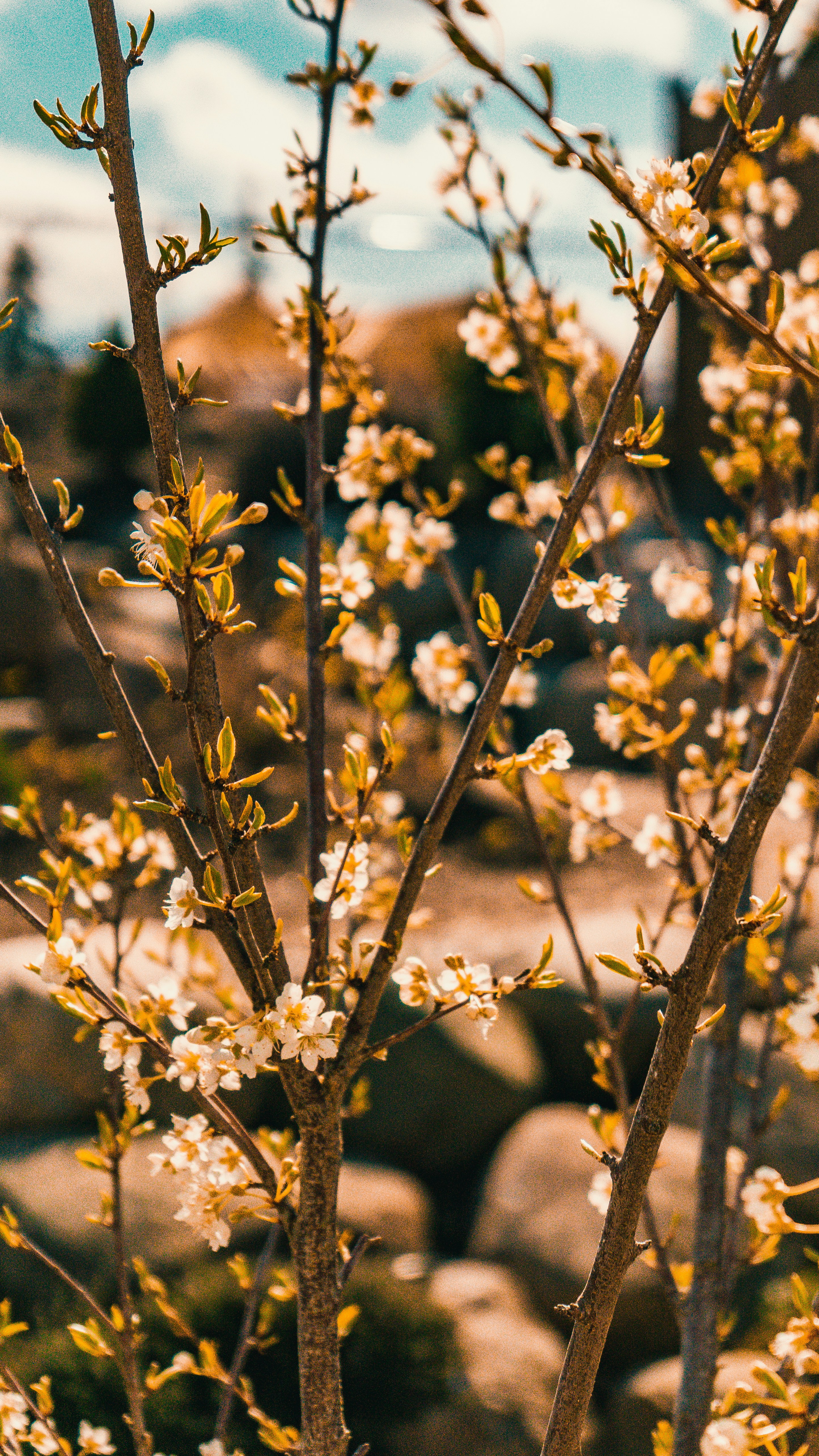 Sunlit Blossoms: A Quiet Portrait of Spring Among Branches