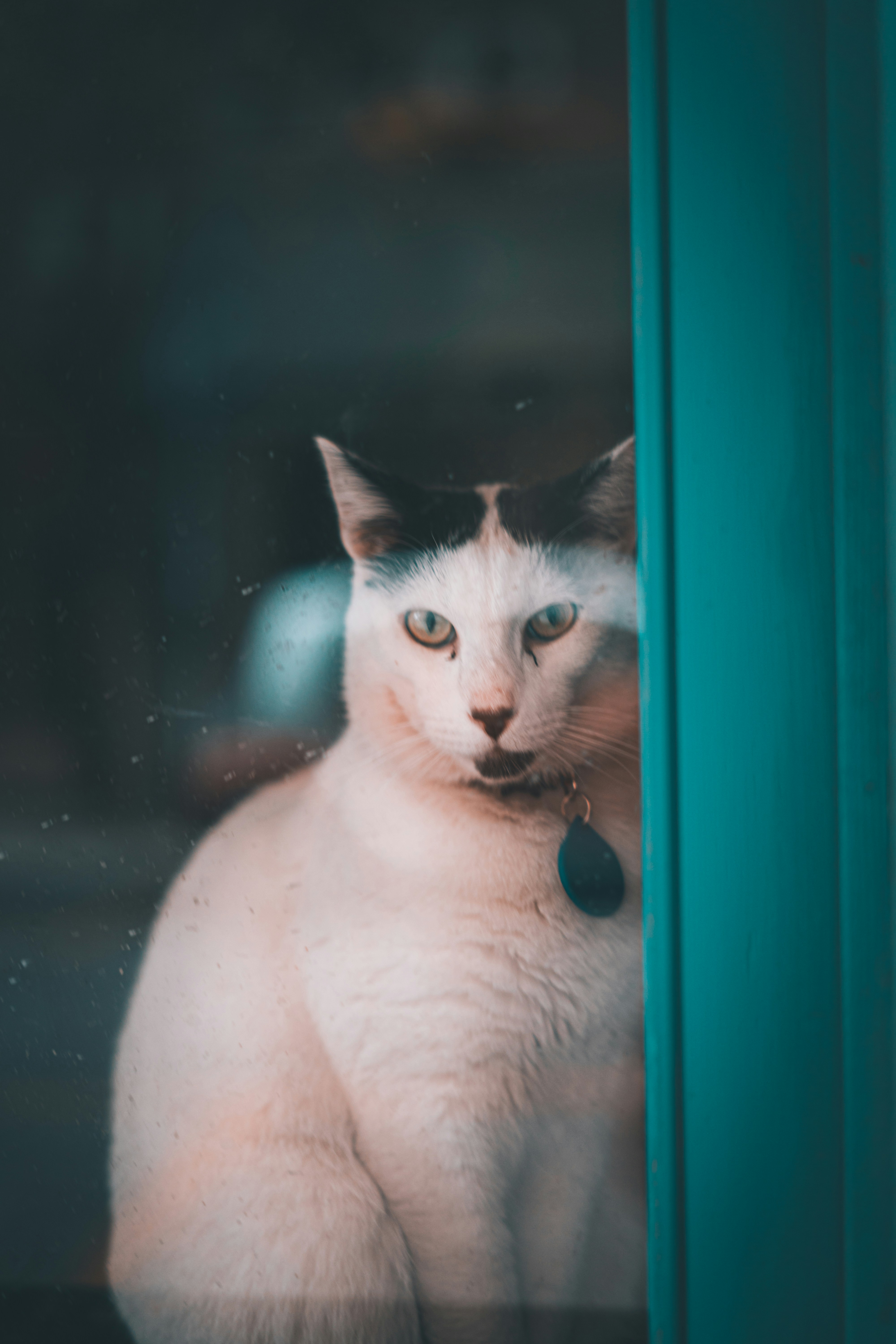 white and black cat in blue frame