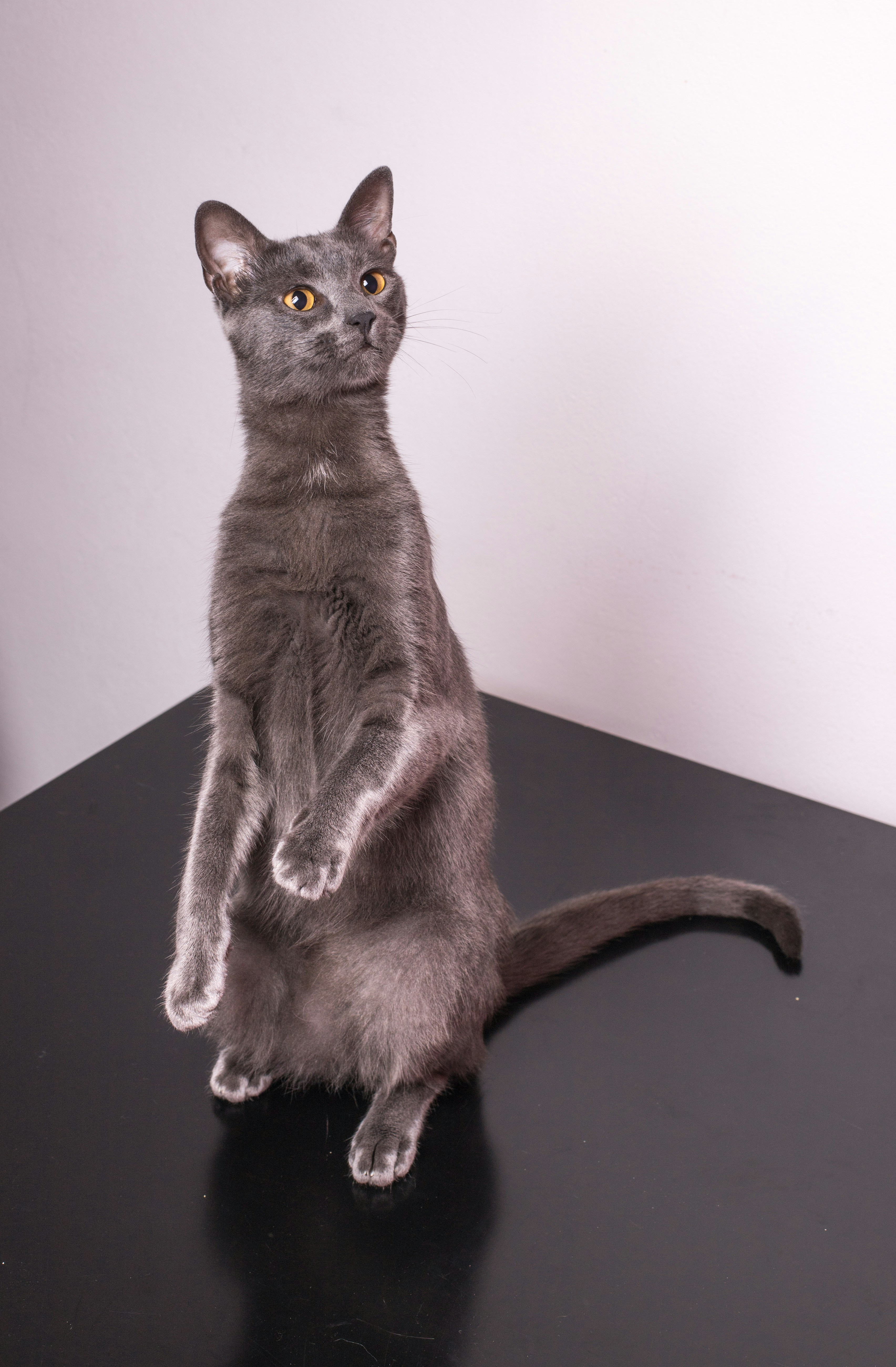 Balanced Grace: A Curious Cat Stands Tall on a Dark Table