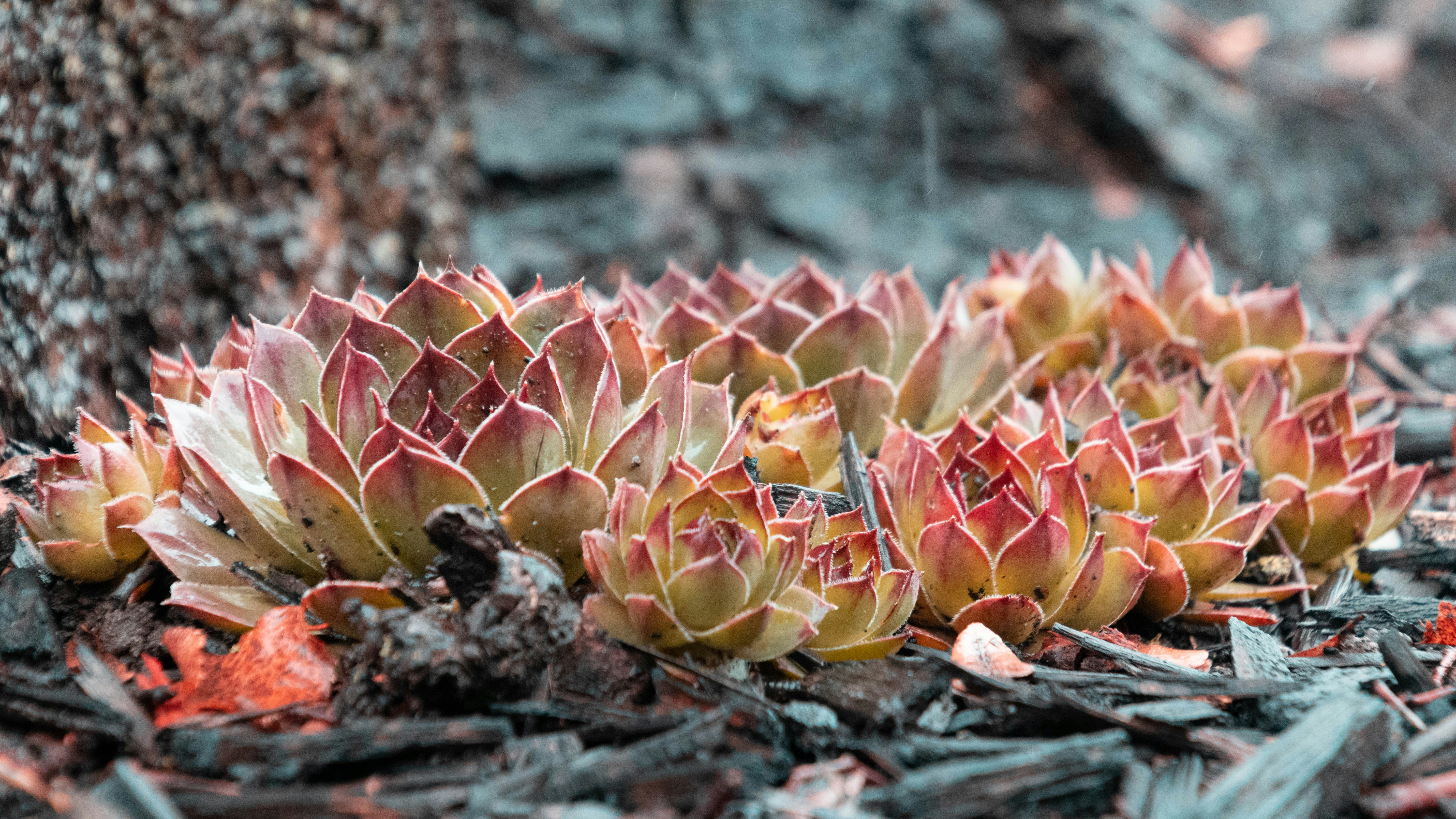 Plante brune sur sol brun photo – Photo Plante Gratuite sur Unsplash