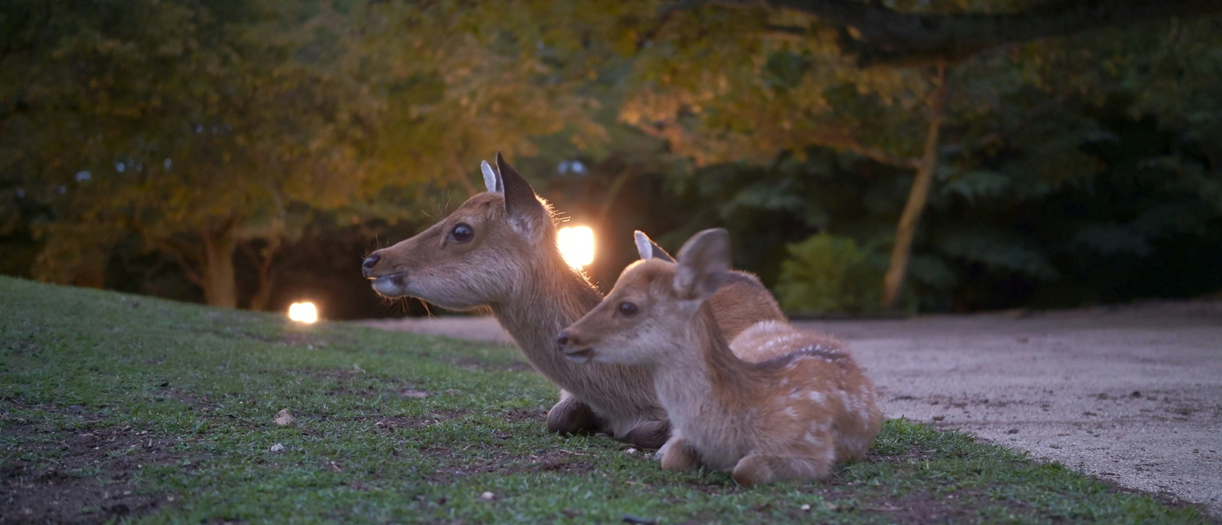 Evening Vigil by Lamplight: Twin fawns Rest in a Quiet Park