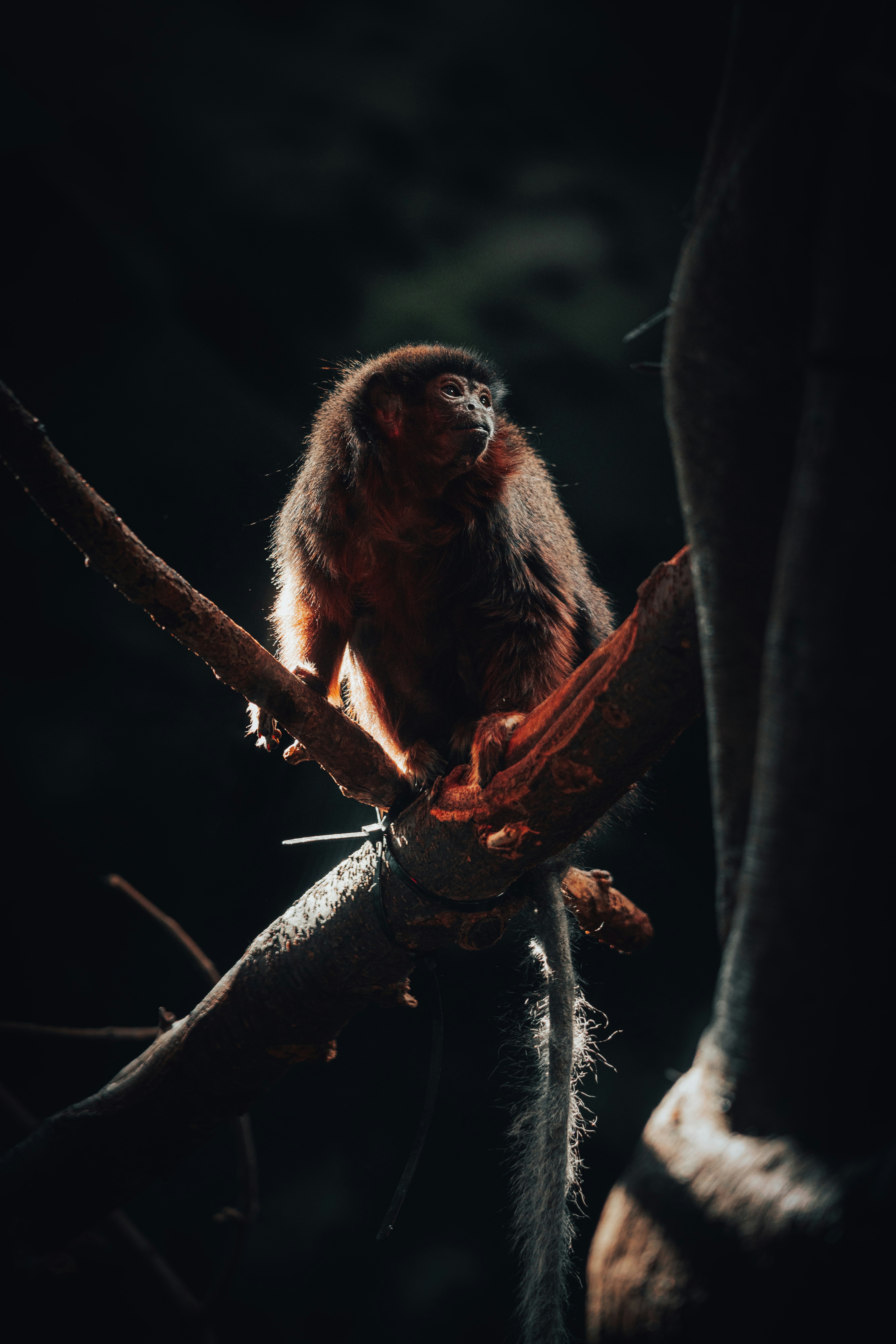 A monkey perched on a branch, illuminated by soft light, gazes thoughtfully into the distance. The rich textures of its fur contrast against the dark background.