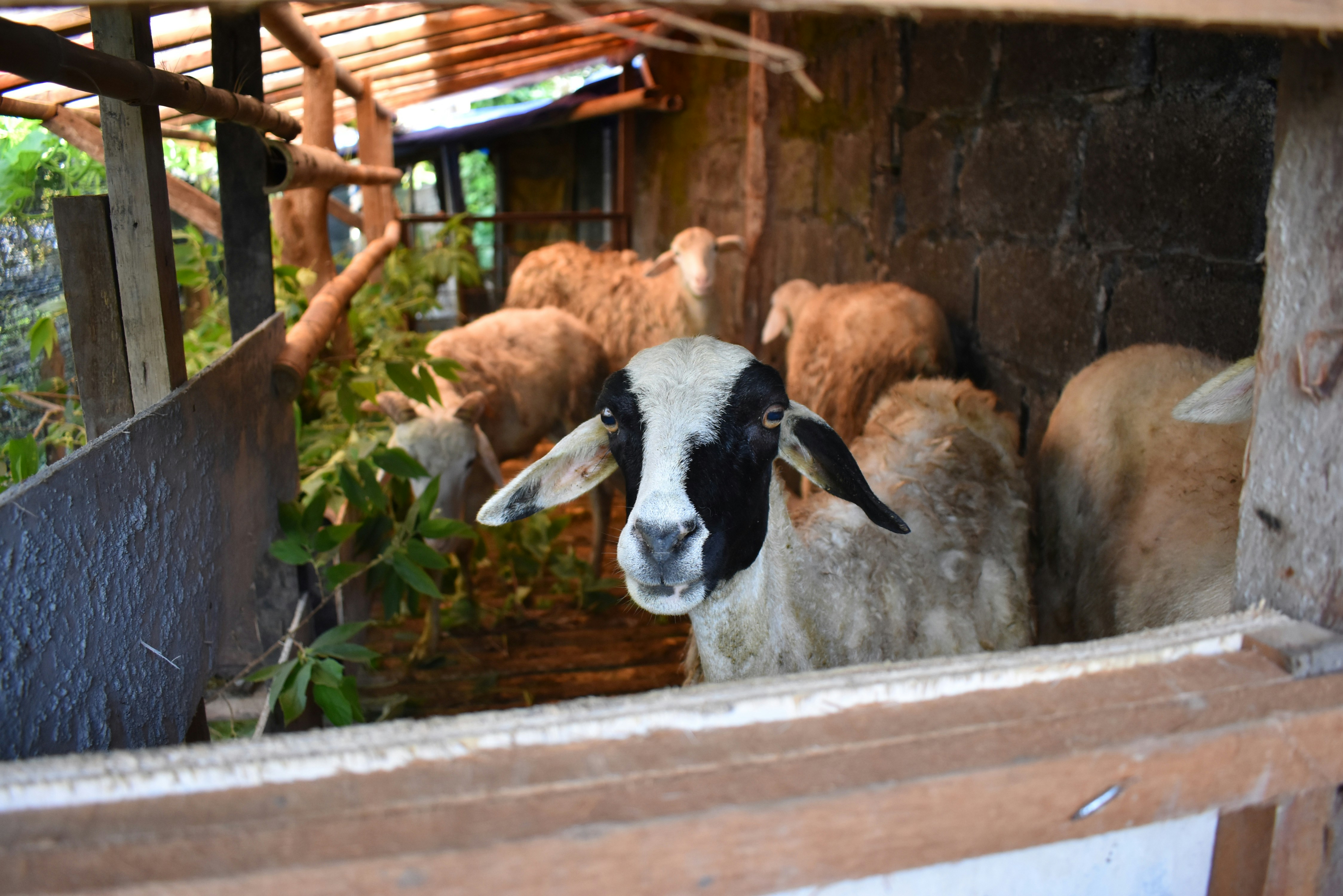 A sheep with a distinctive black patch around its eye peers curiously through a wooden enclosure, surrounded by other sheep in a rustic barn setting.