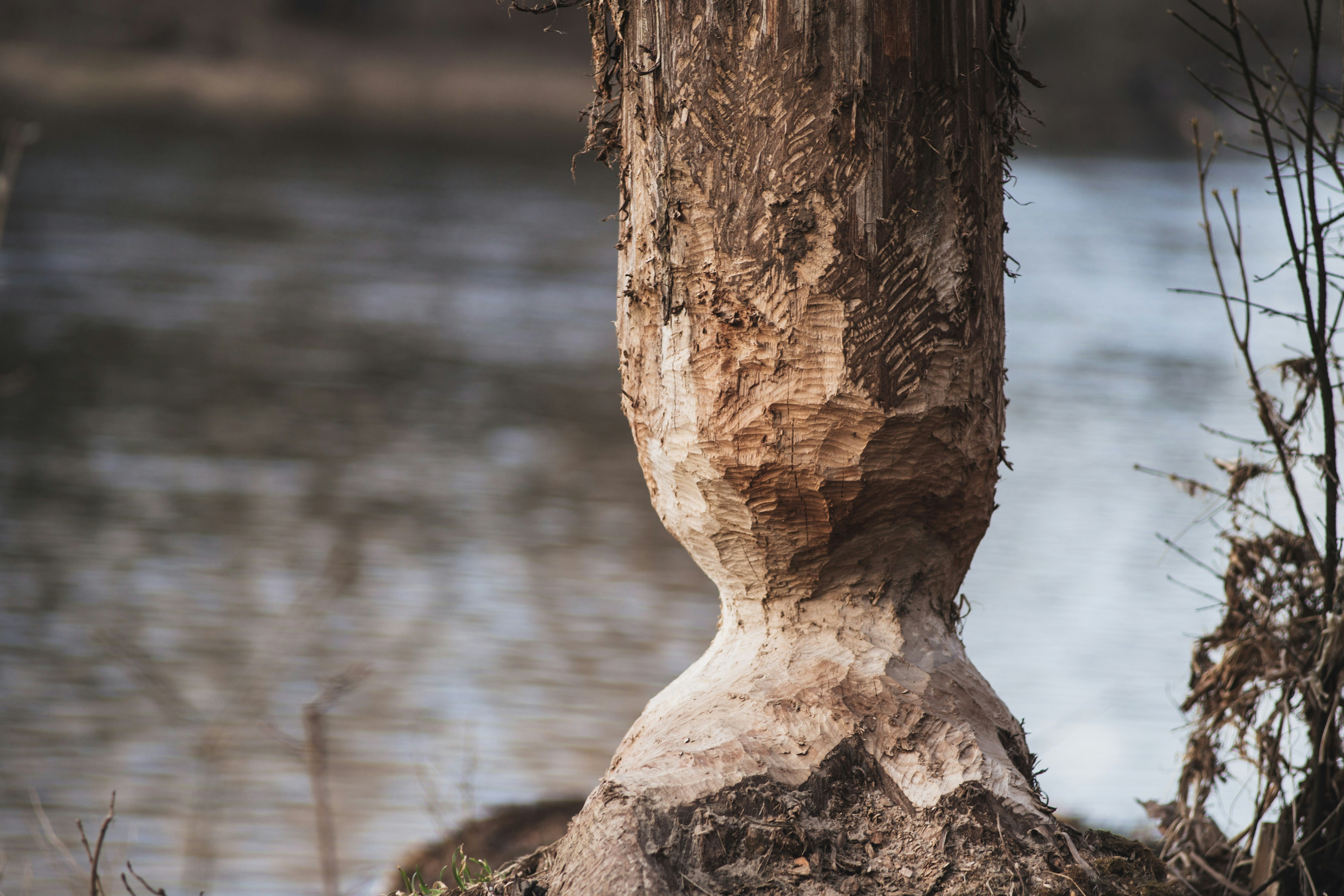 Nature's Sculptor at Work