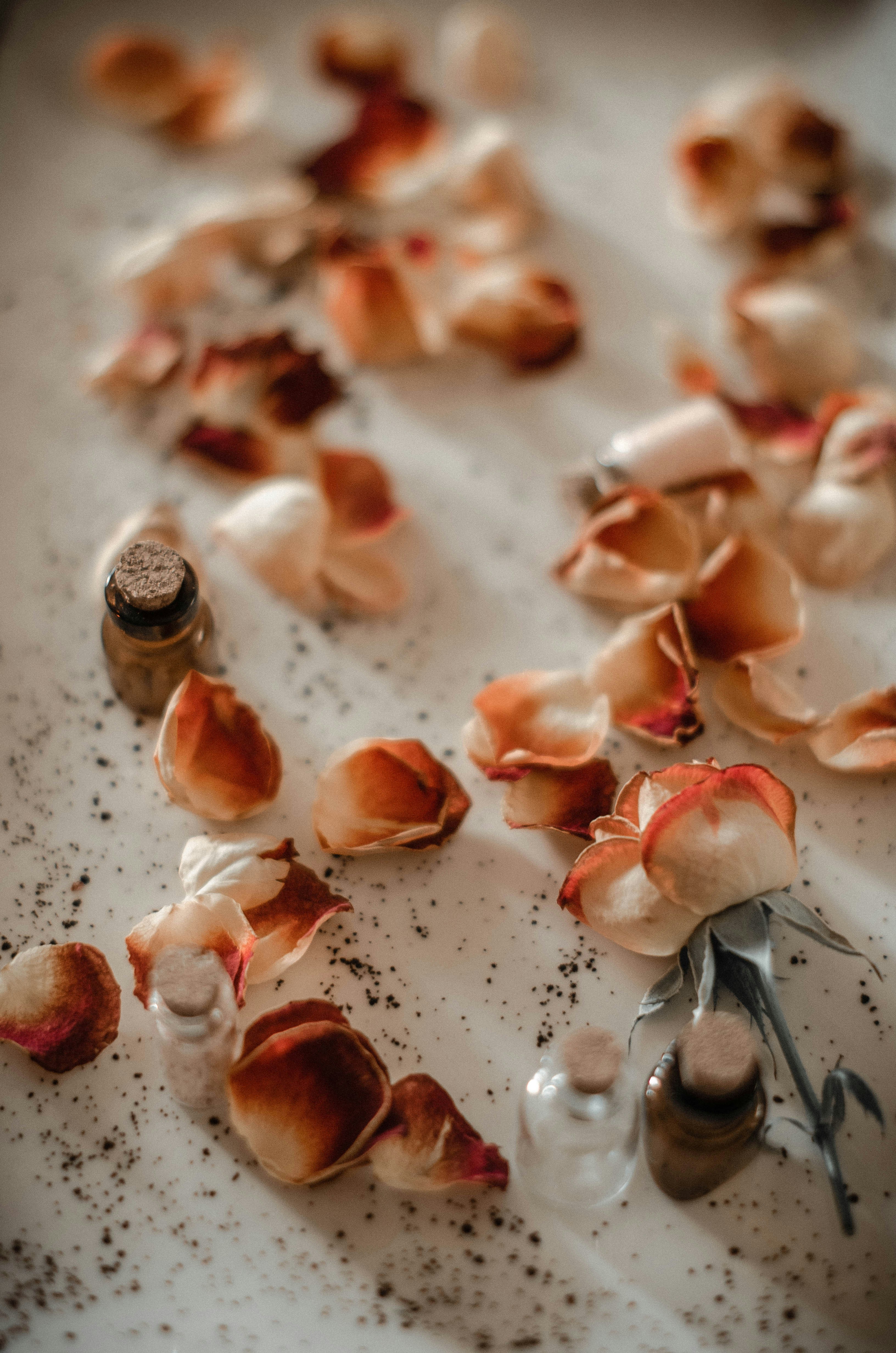 Petals and Bottles on White: A Quiet Studio Still Life