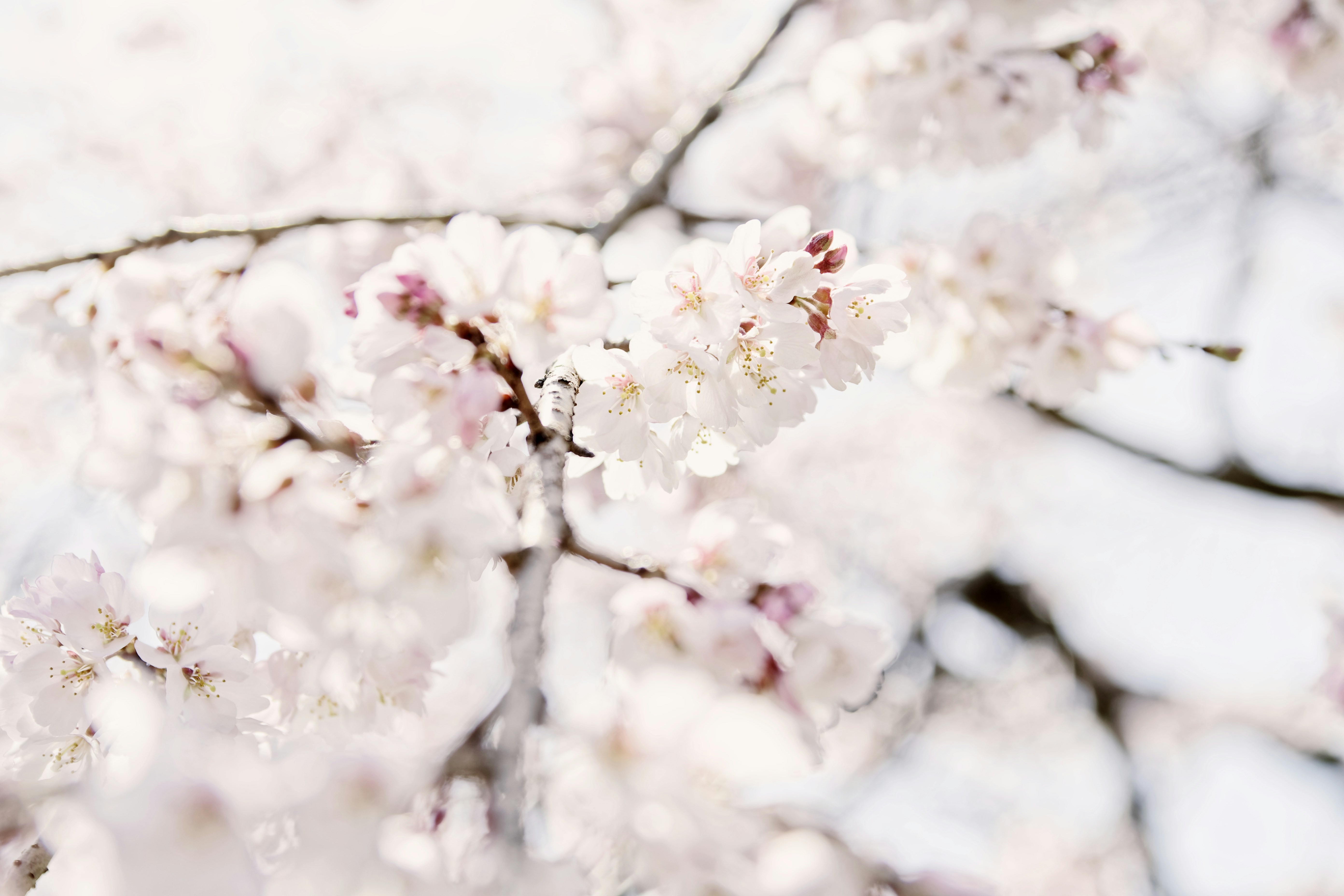 Whispered Petals: Close-Up of Cherry Blossoms in Soft Morning Light