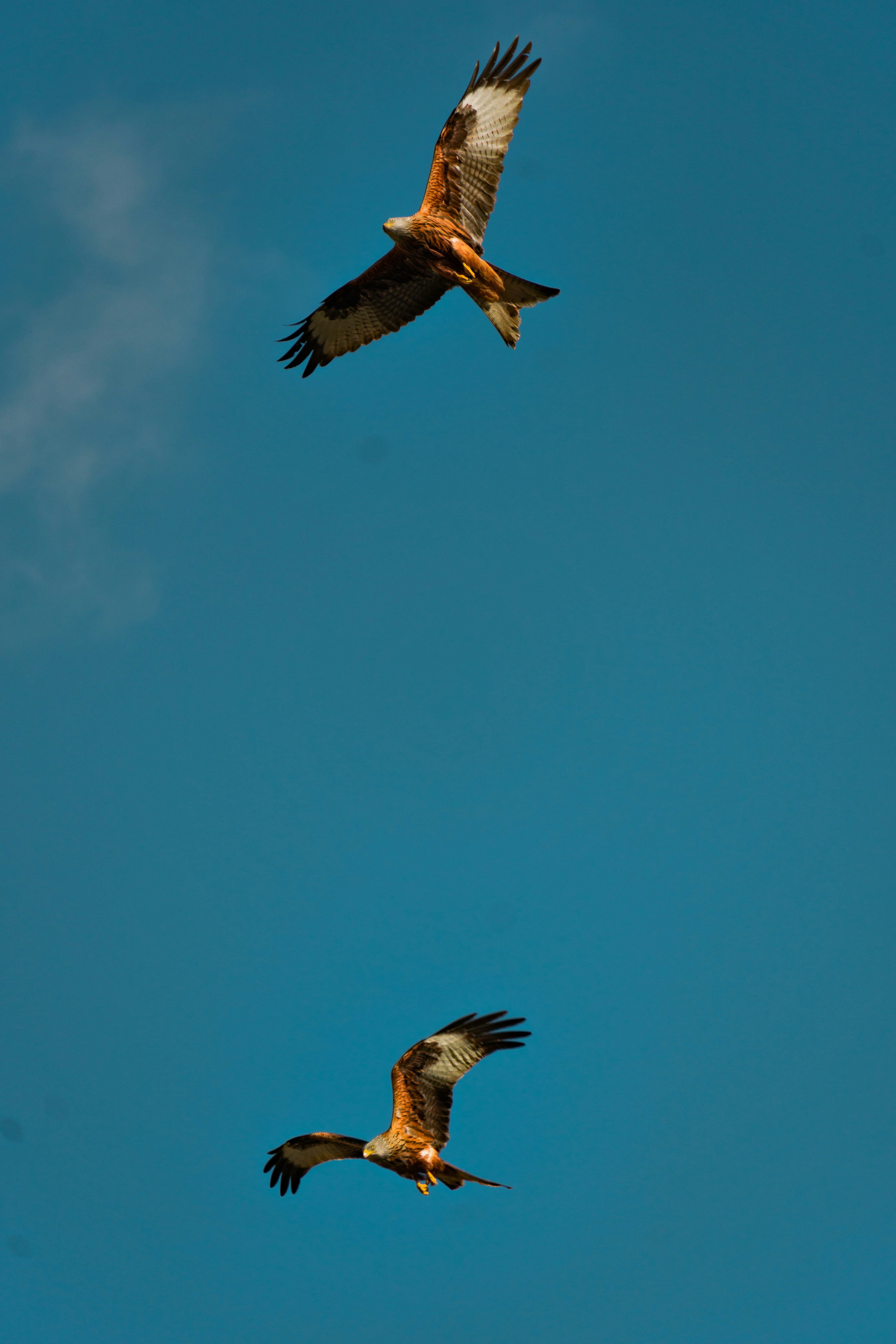 Brown bird flying under blue sky during daytime photo – Free Flying ...