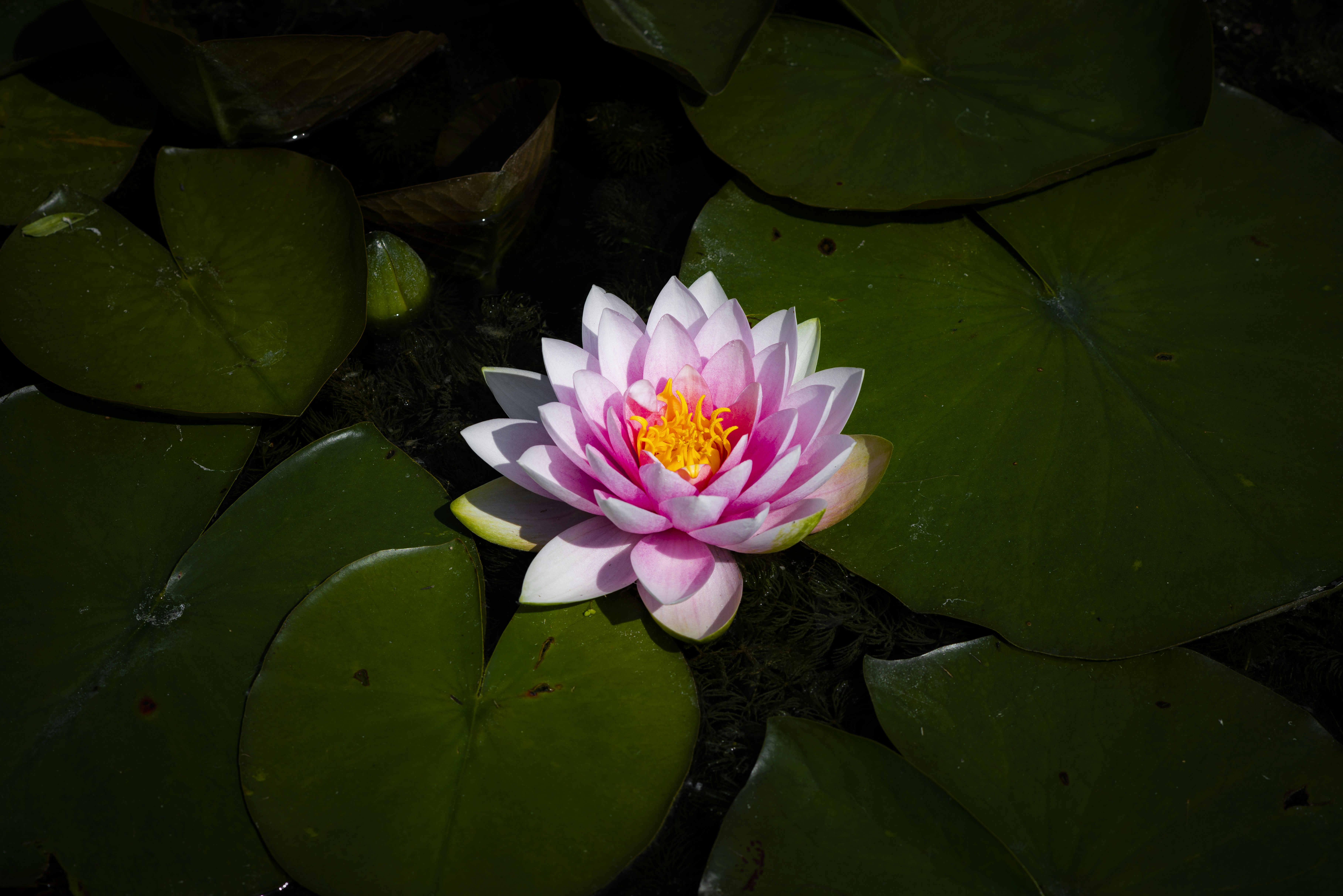 Daniel Olah (@danesduet) | Unsplash Photo Community