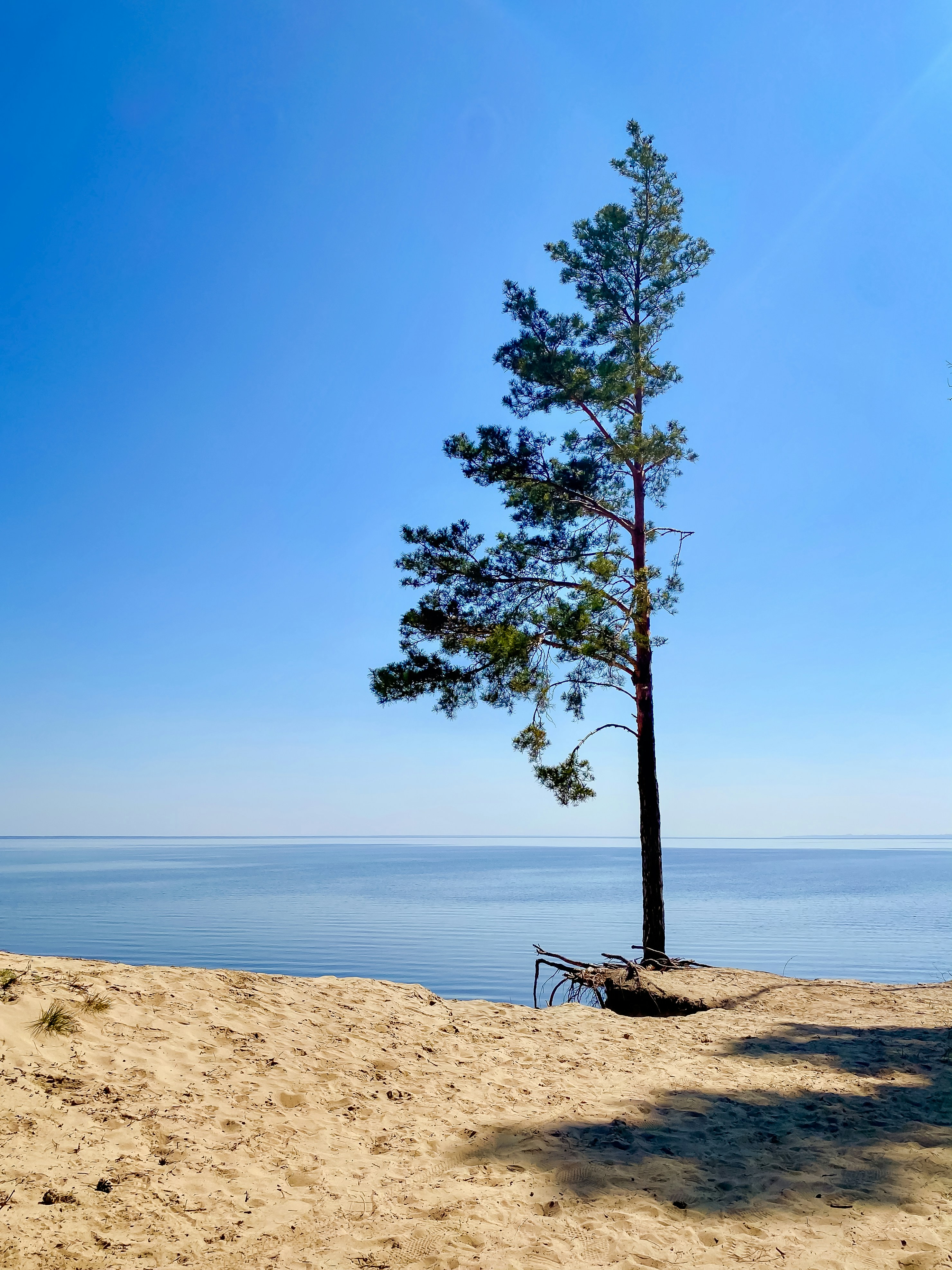 Lone Pine at the Edge of a Quiet Sea