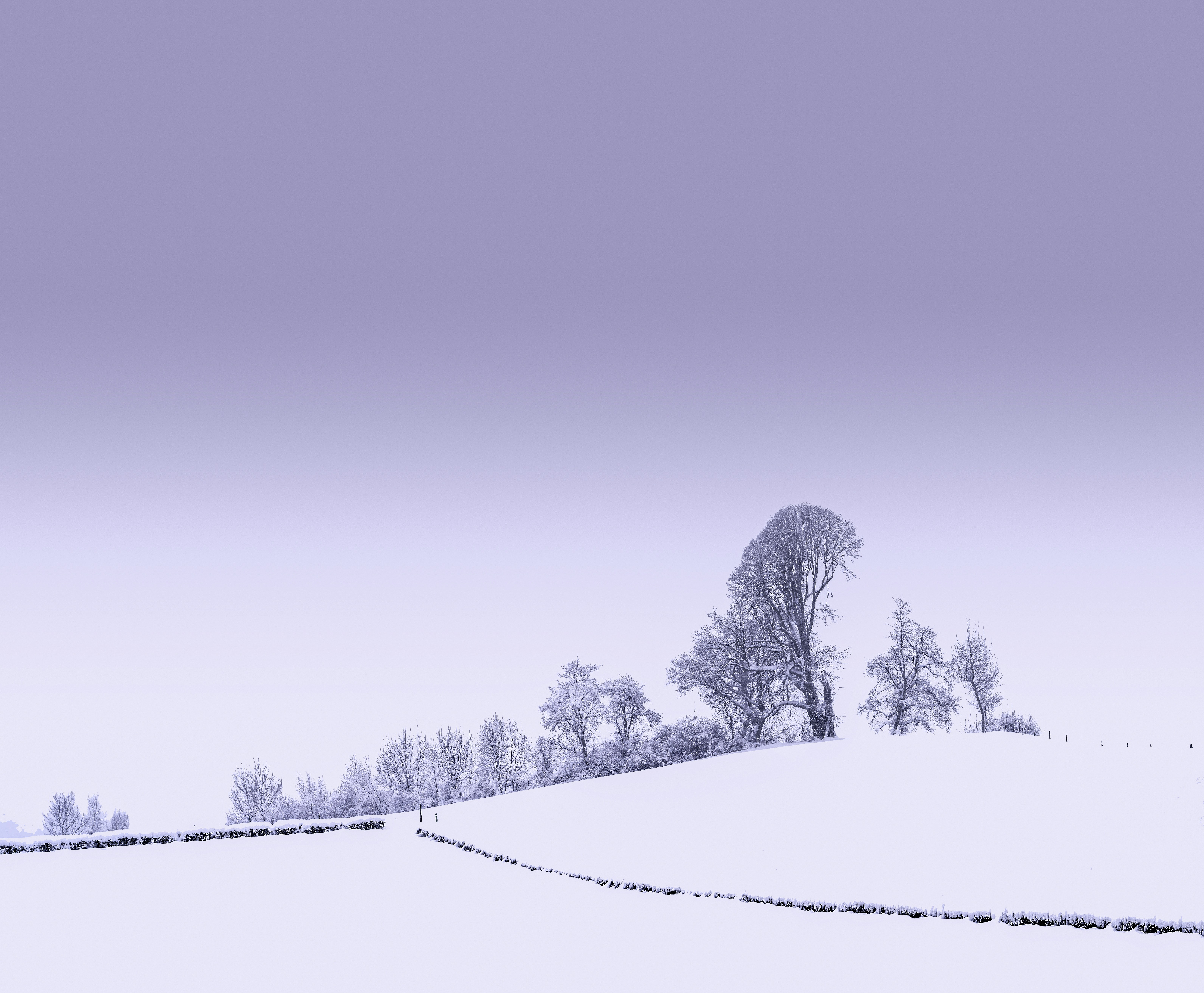 Purple Horizon Over a Snow-Covered Hill and Bare-Tree Silhouette