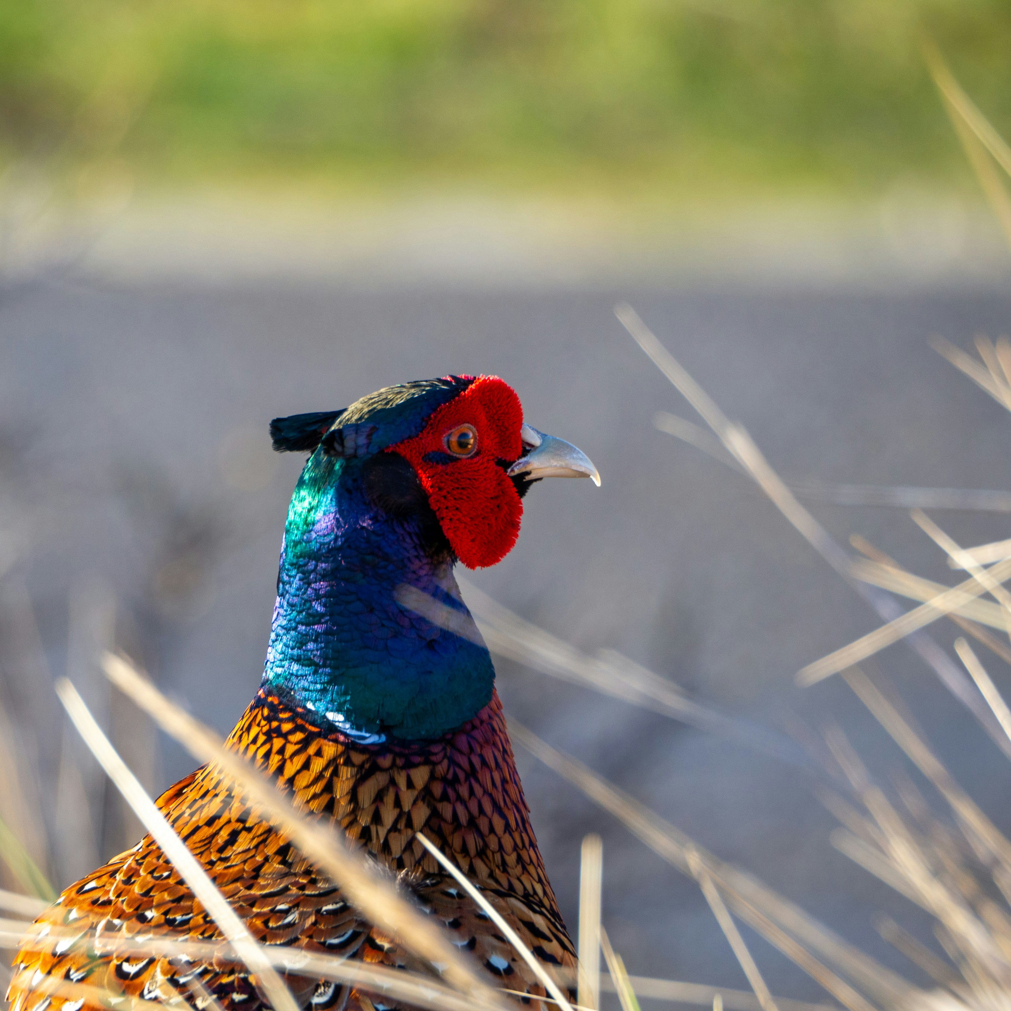 Iridescent Pheasant Crowned in a Quiet Meadow