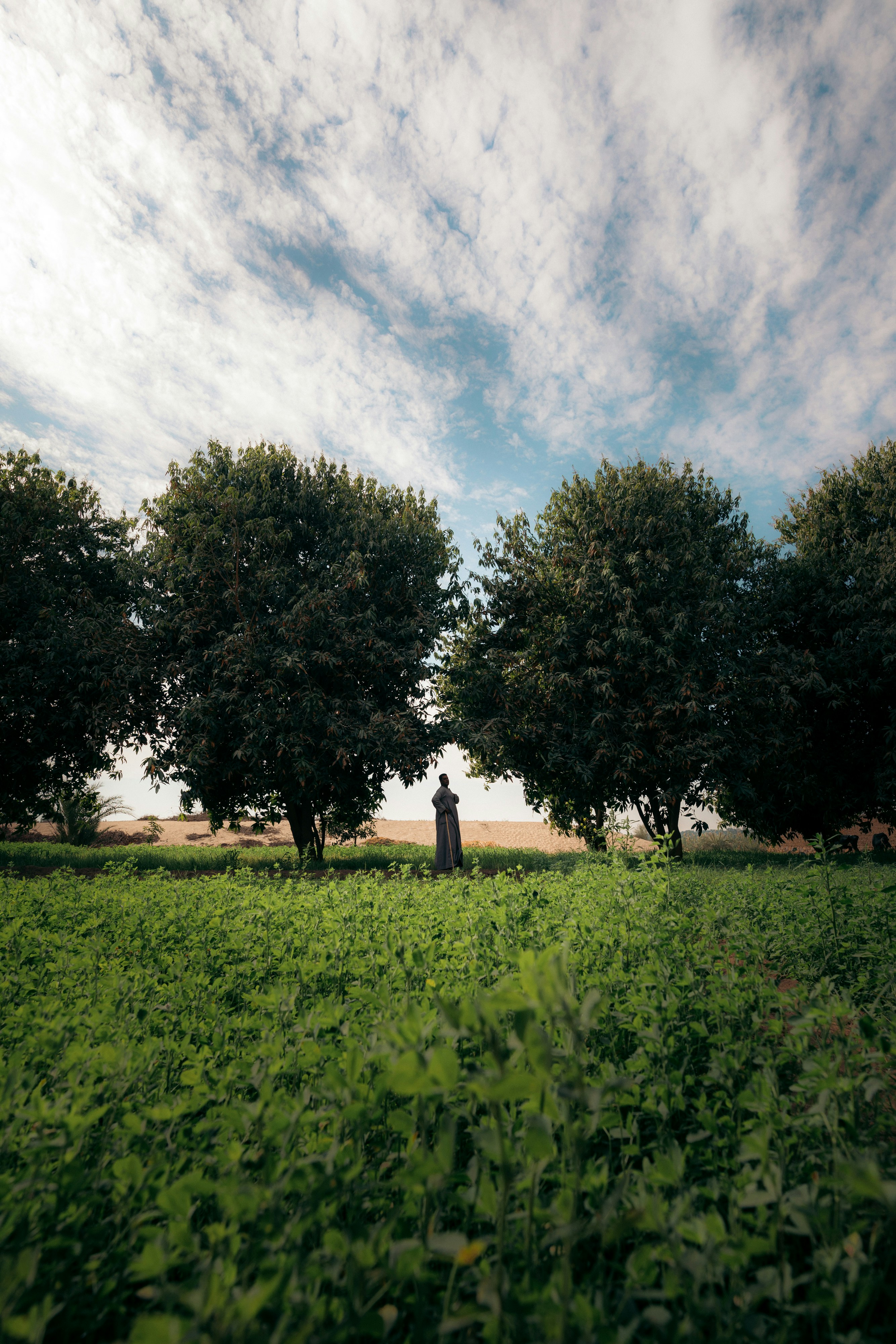 Lush green field with a lone figure standing between three tall trees beneath a dramatic sky.