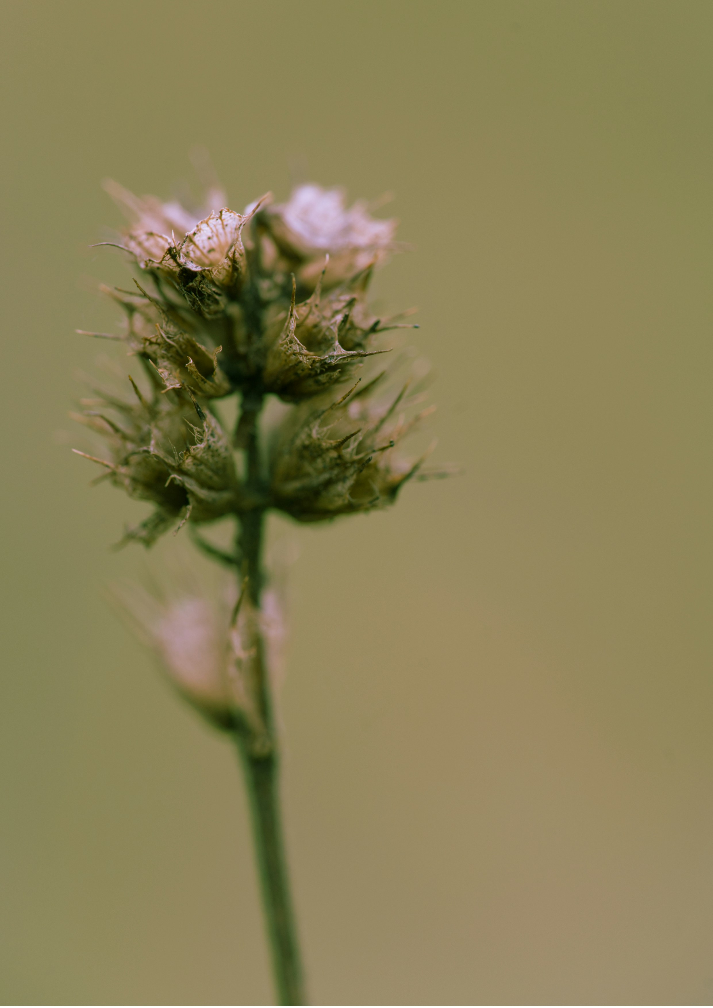 Faded Flower Pictures | Download Free Images on Unsplash