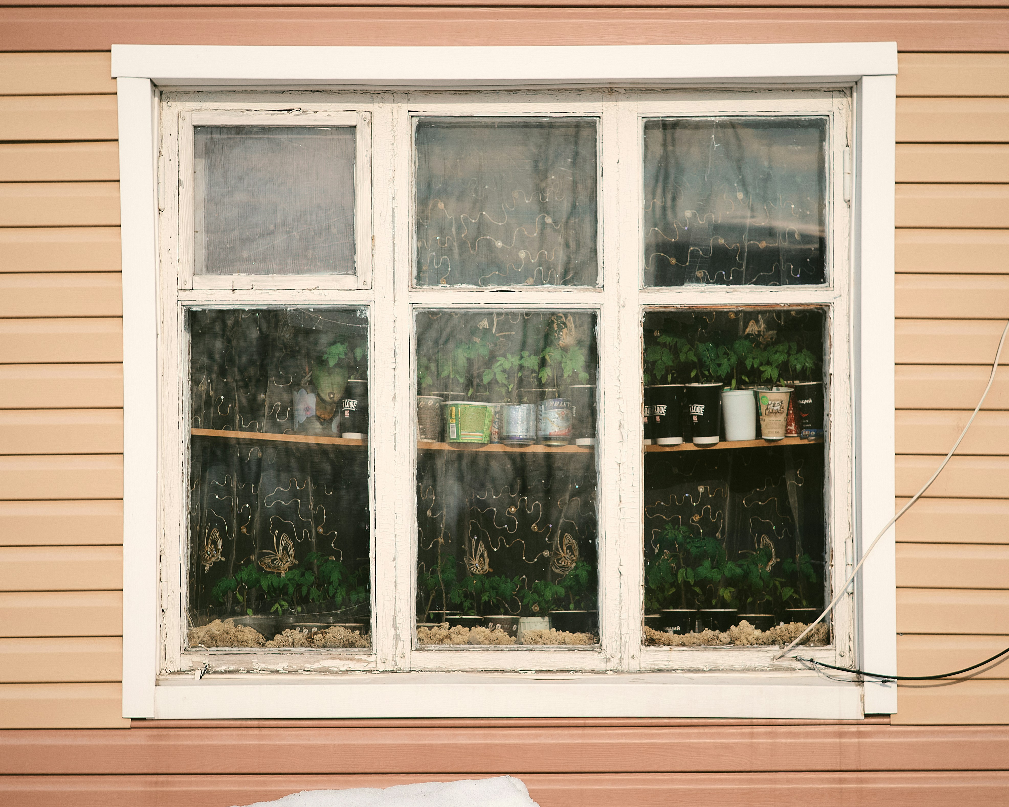 A weathered window displays a collection of potted plants, hinting at a nurturing space within. The glass is slightly fogged, adding a layer of mystery.