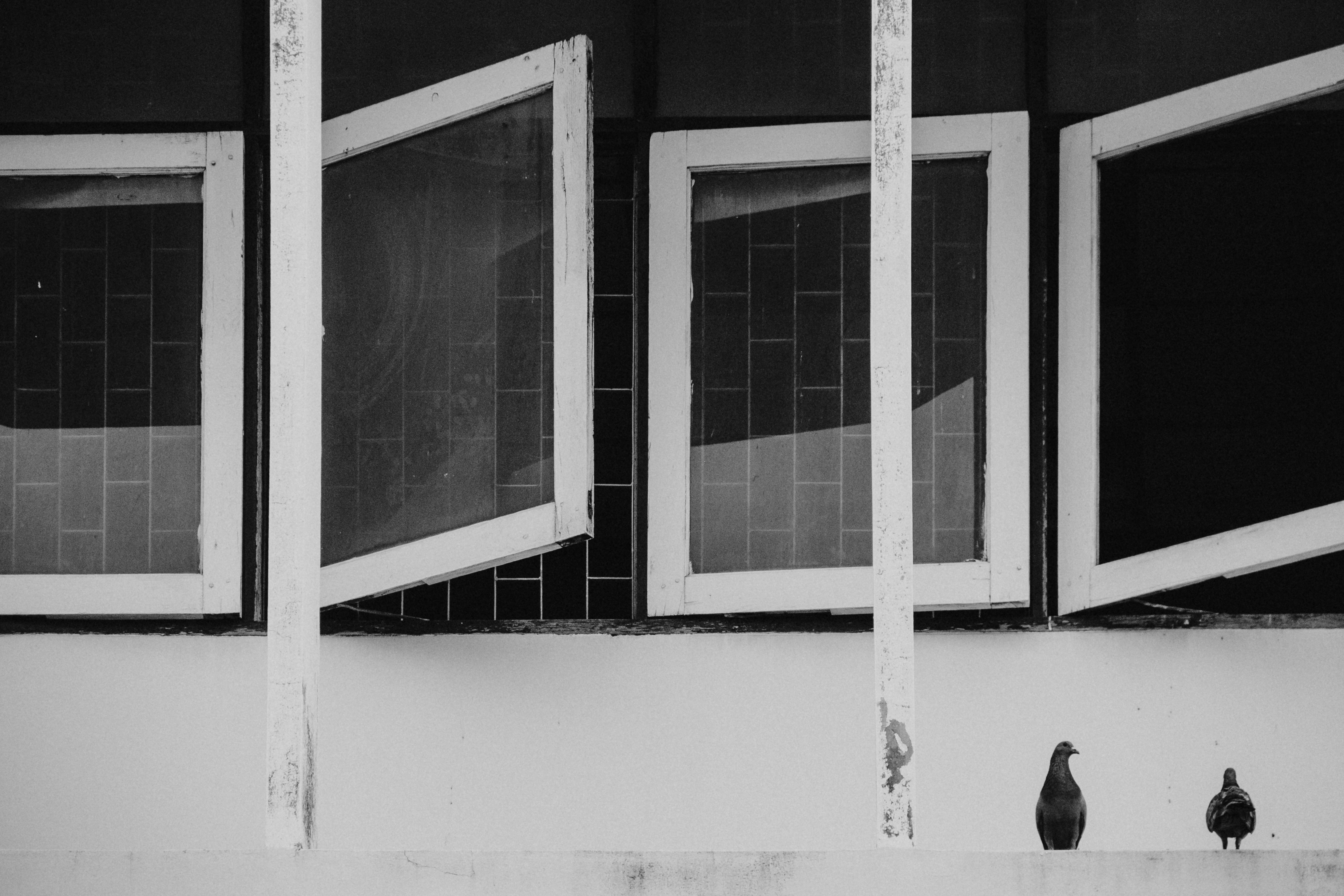 Edge of the Grid: Two Birds on a Quiet Balcony