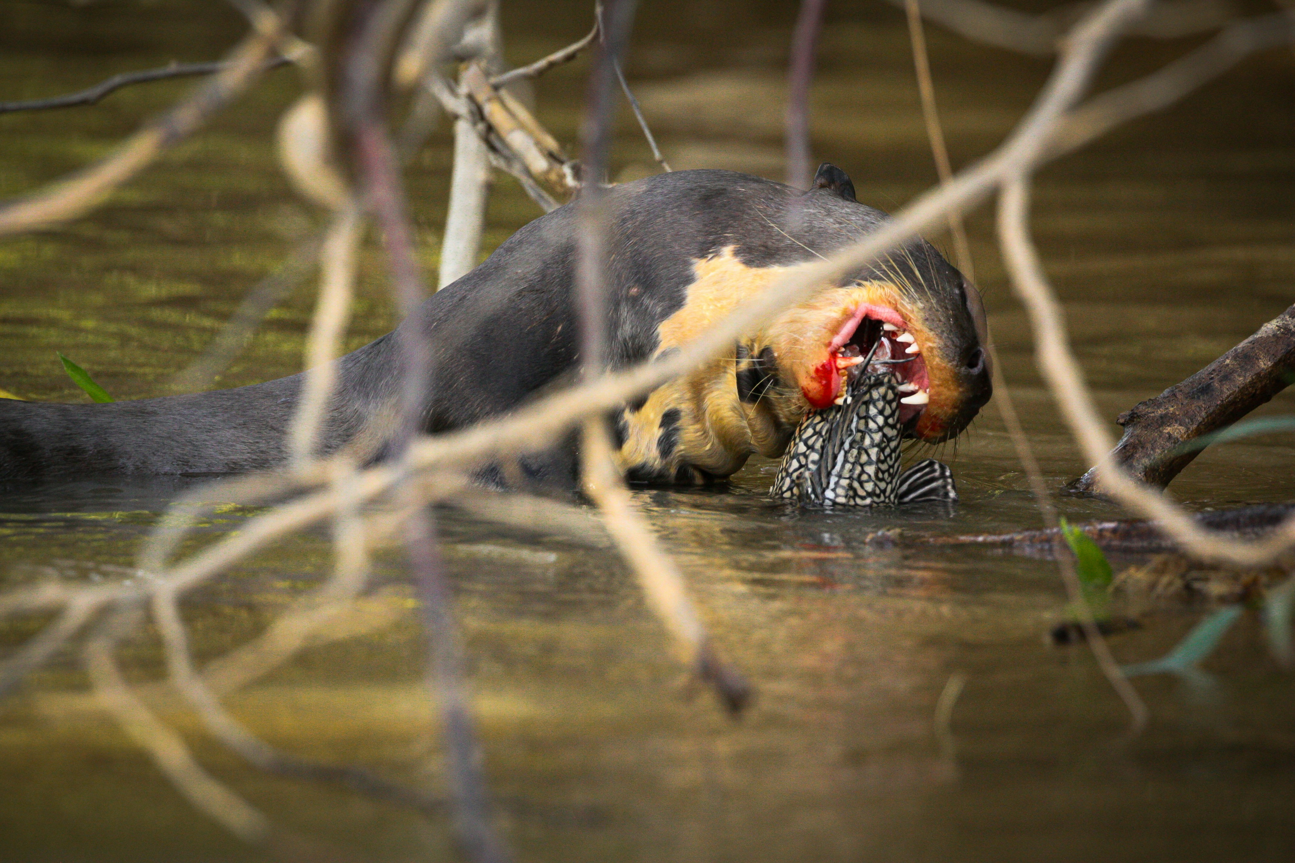 Giant river otter - Pantanal, Brazil