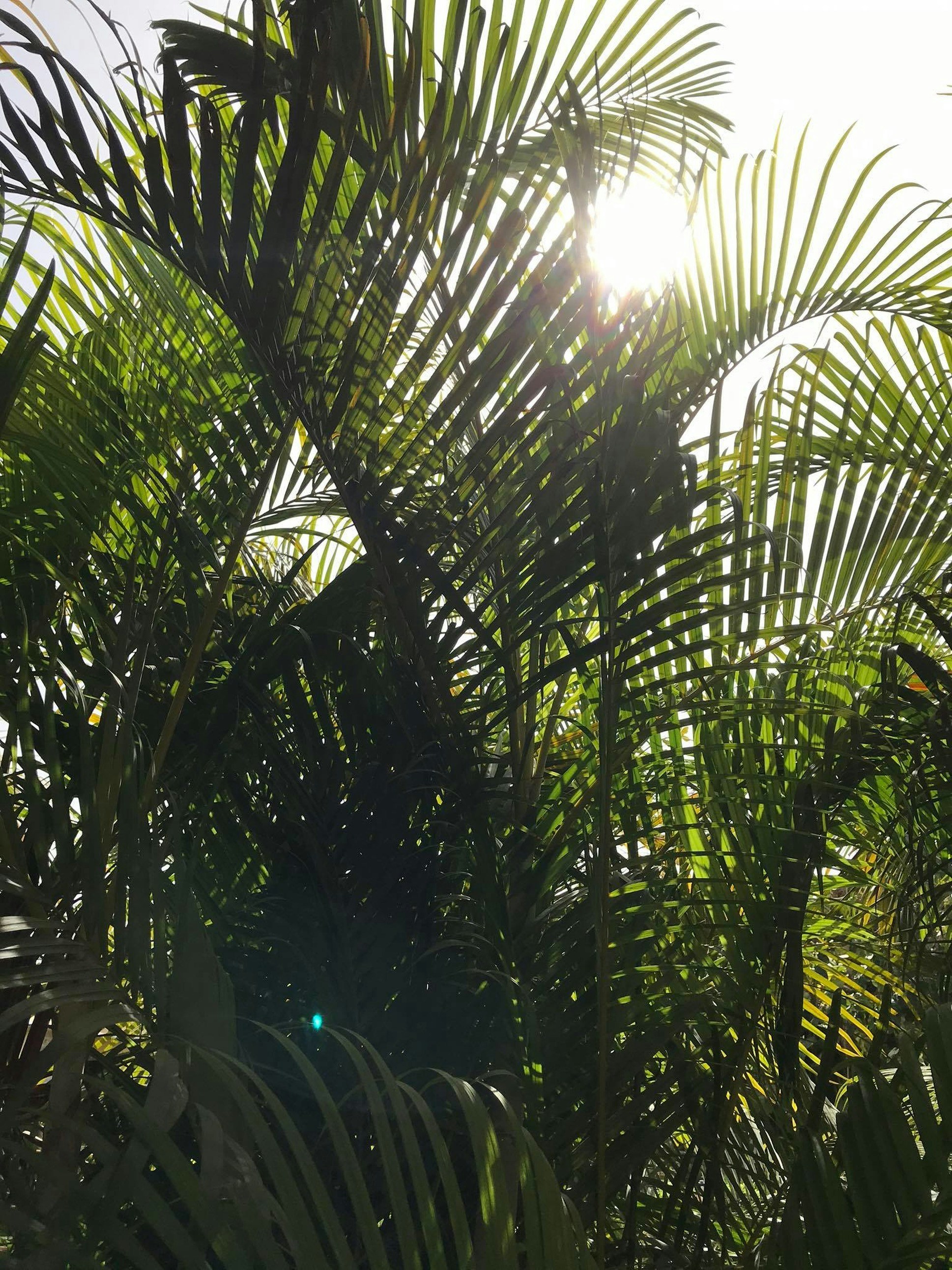Tumblr Palm Trees Header