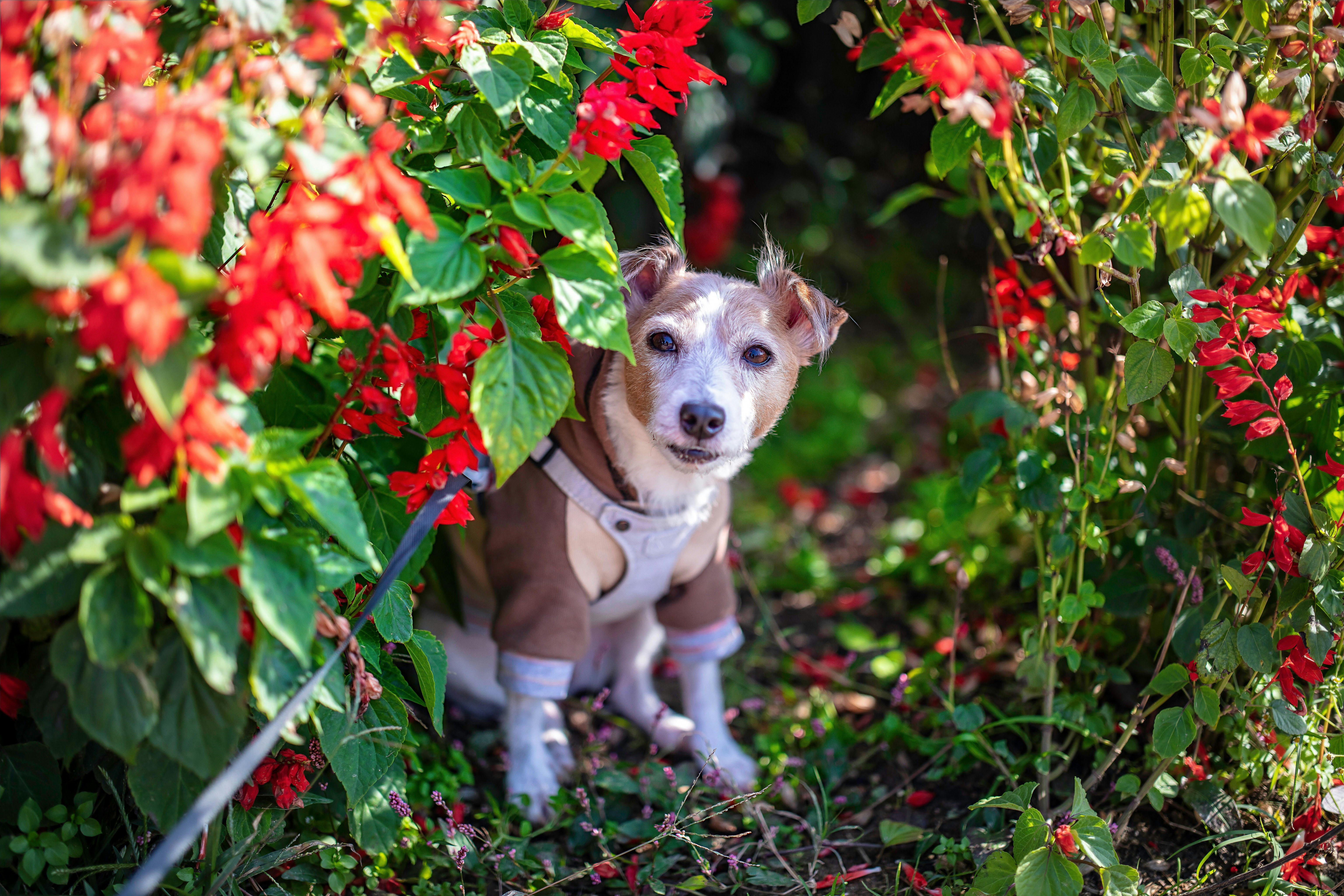 Perro de pelaje corto blanco y marrón con flores rojas y amarillas en ...
