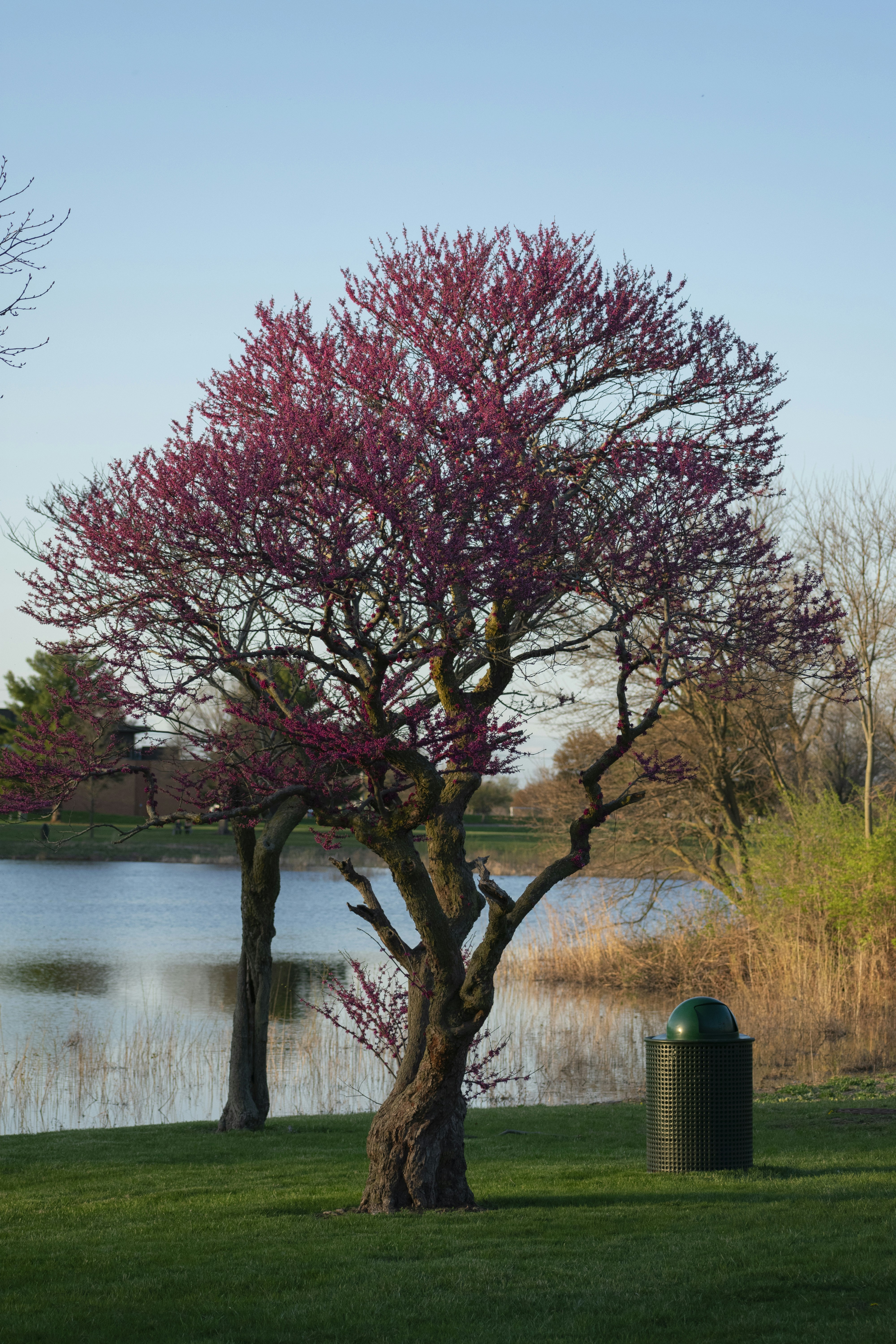 Vibrant pink blossoms on a lone tree beside a tranquil lake under a clear blue sky.
