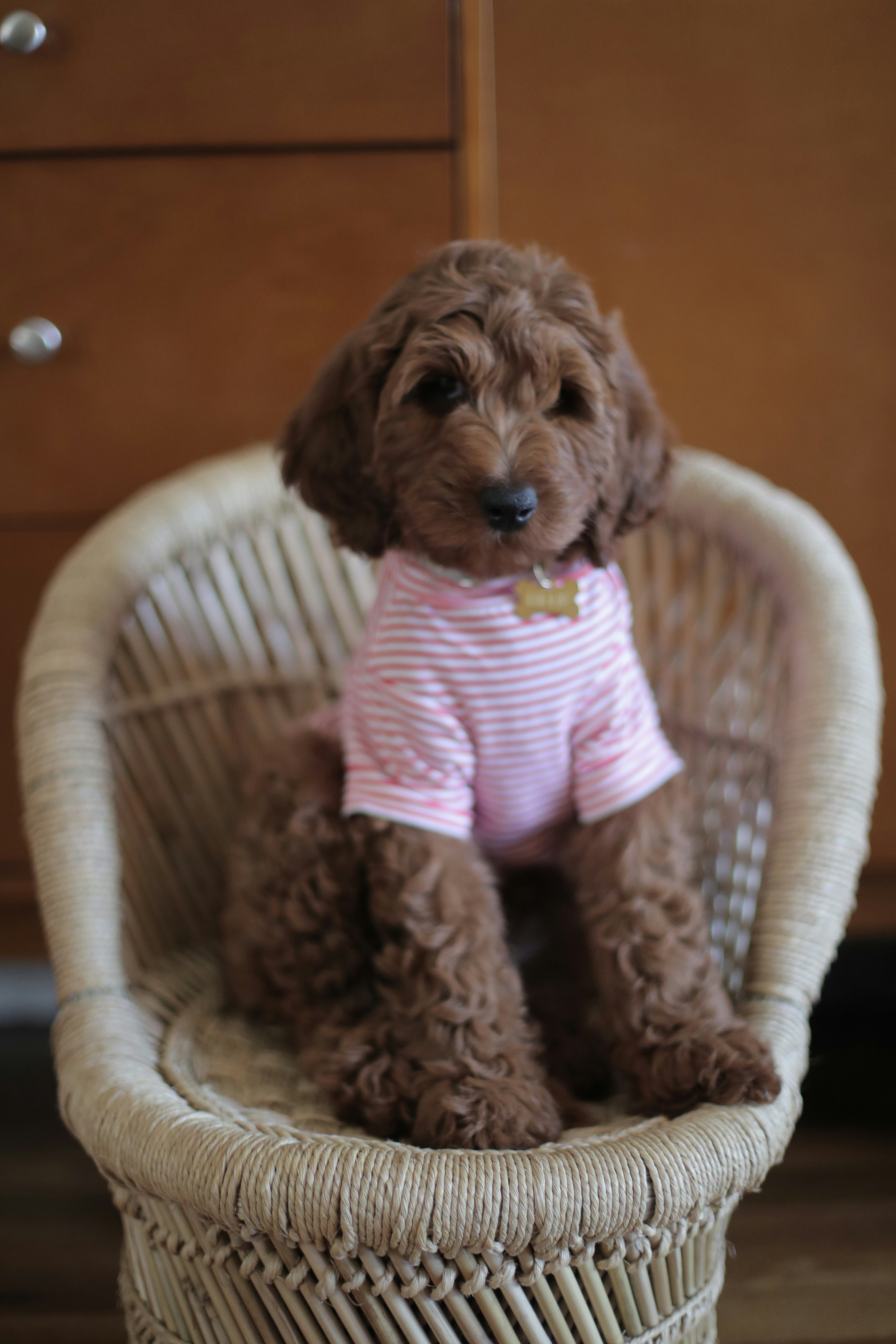 Softly Curious: a Toy Poodle in a Pink Stripe T-shirt on a wicker chair