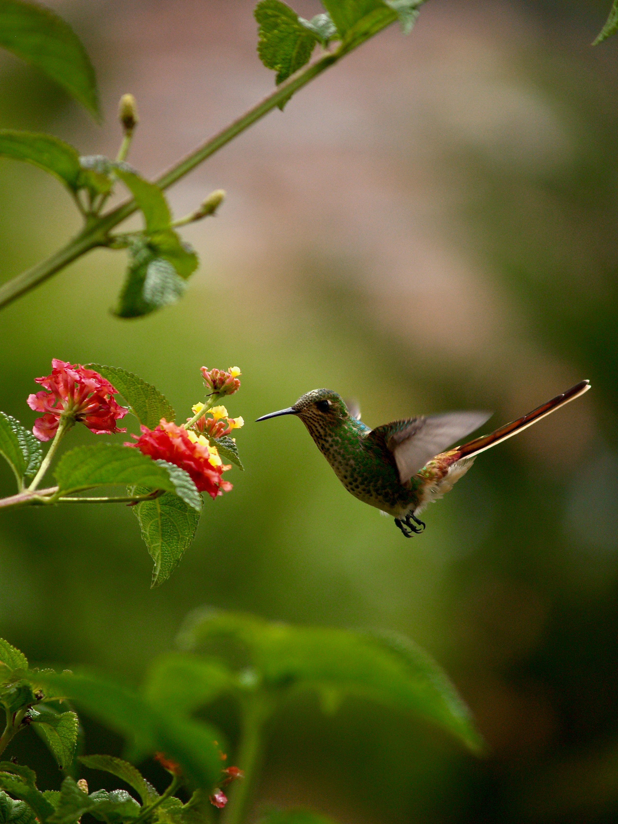 Hummingbird hovers near vibrant red and yellow flowers amidst lush green foliage.